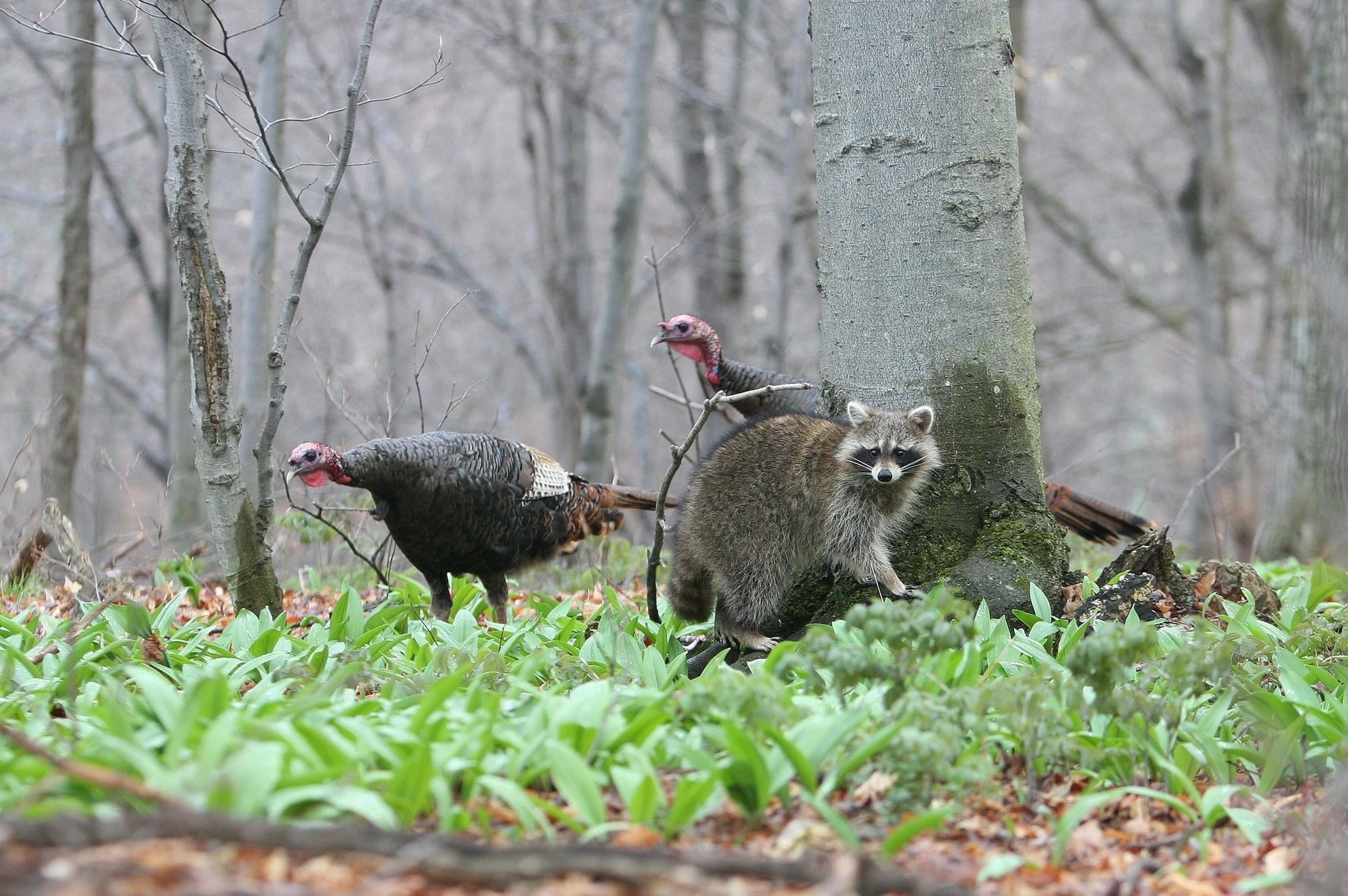 Truths about Turkeys, Predators and Trapping - The National Wild Turkey ...