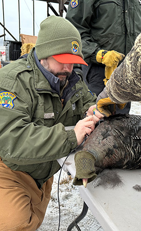 A Pioneering Study on North Idaho’s Wild Turkeys - The National Wild ...