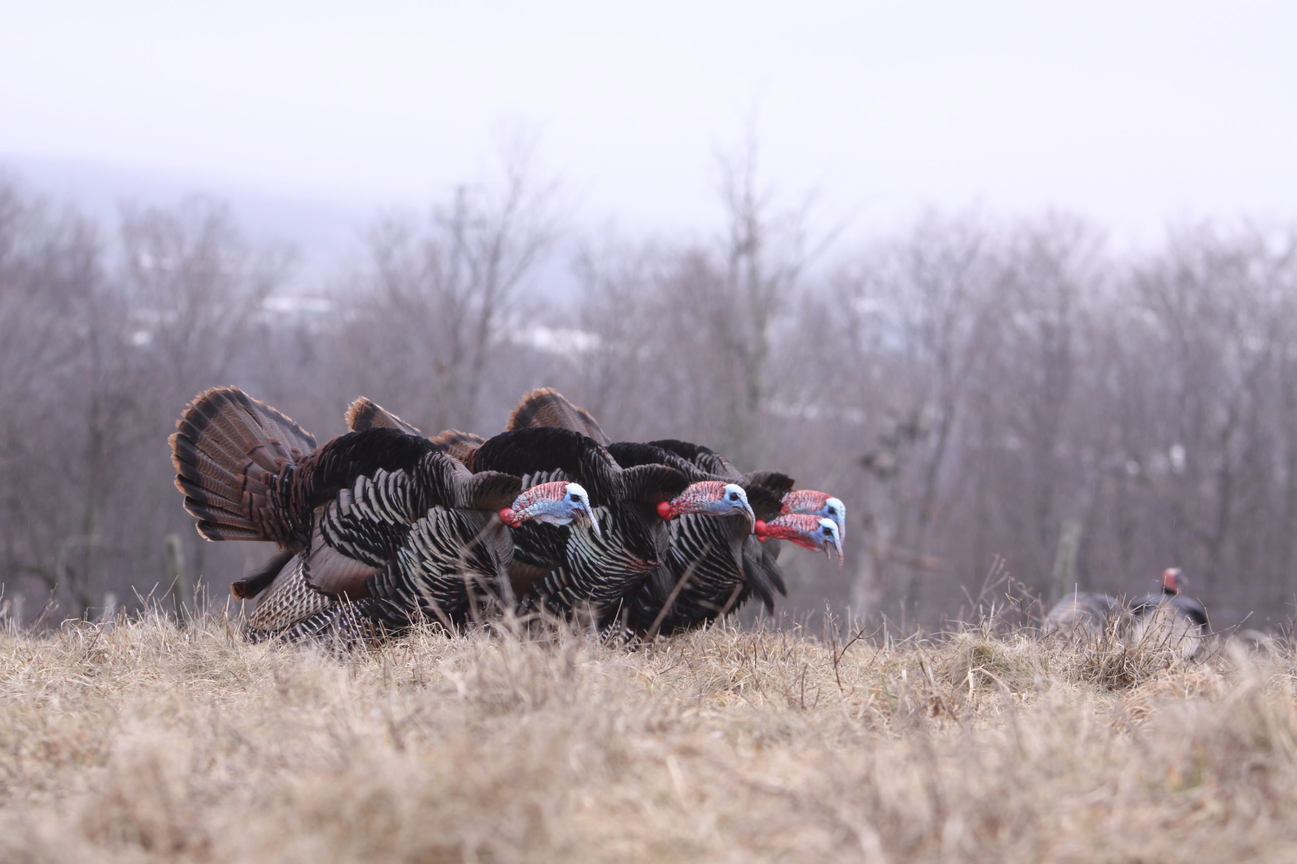 New Hampshire State,NH - The National Wild Turkey Federation