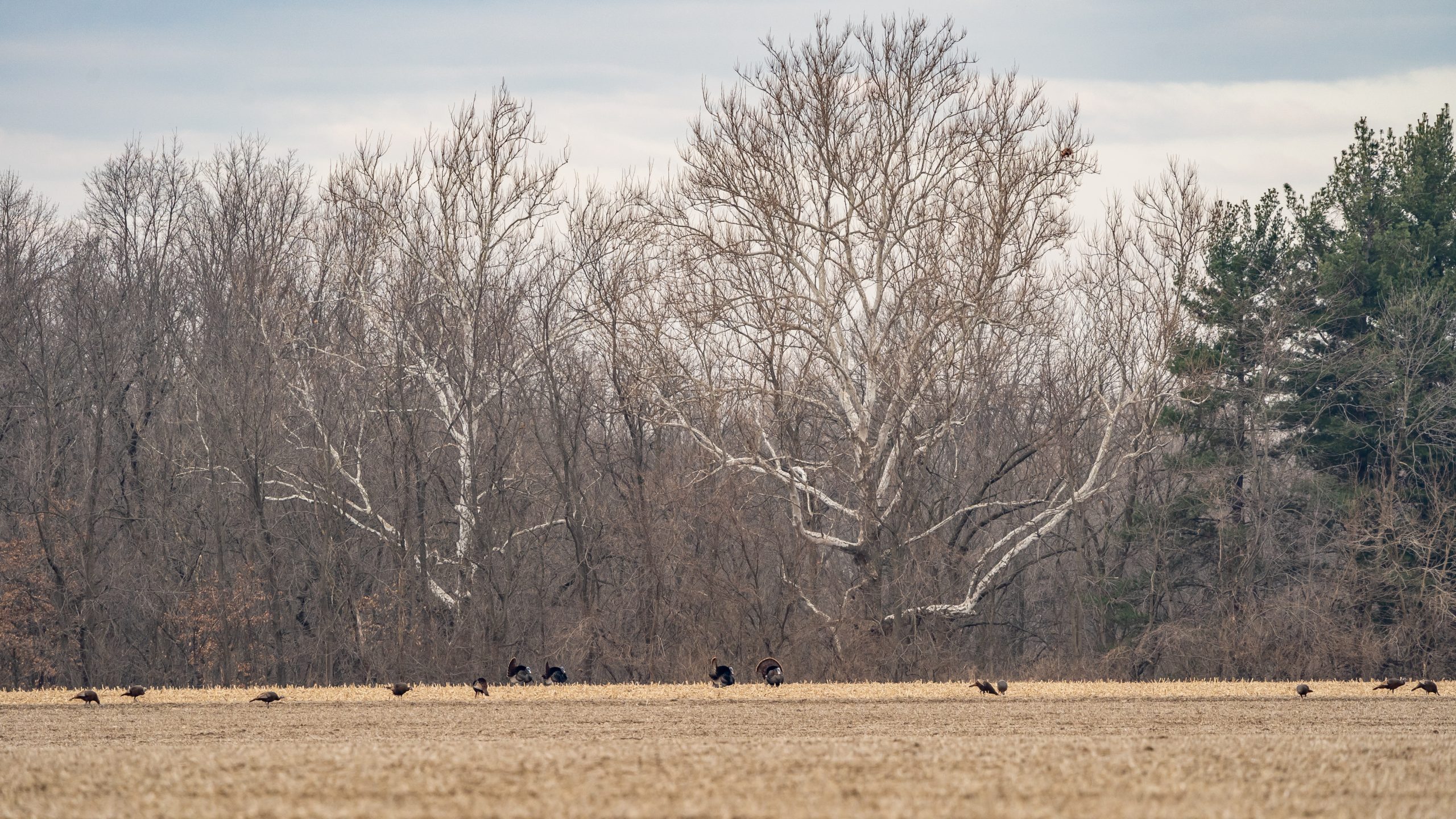 A Tradition of Acquisition - The National Wild Turkey Federation