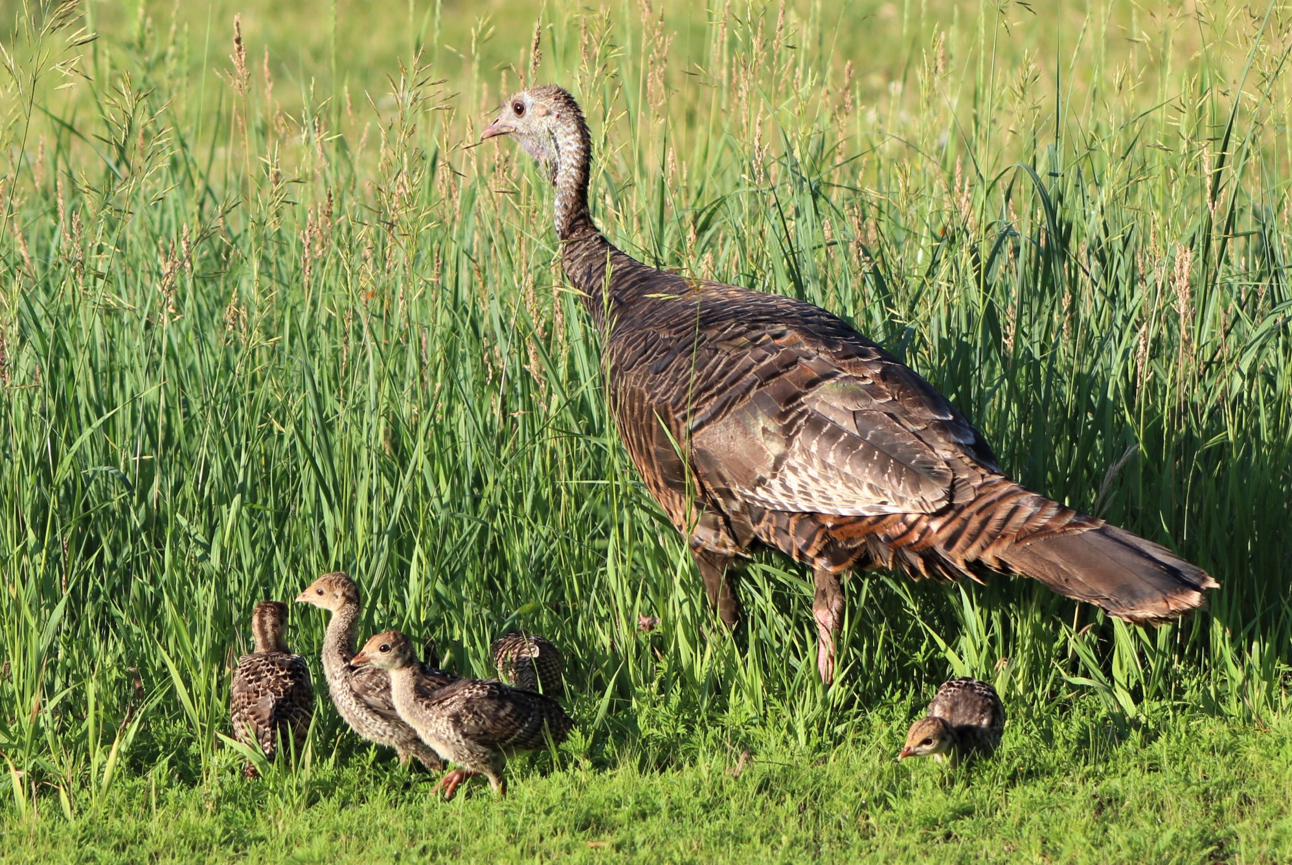 Habitat for the Hatch: 2024 Forecast - The National Wild Turkey Federation
