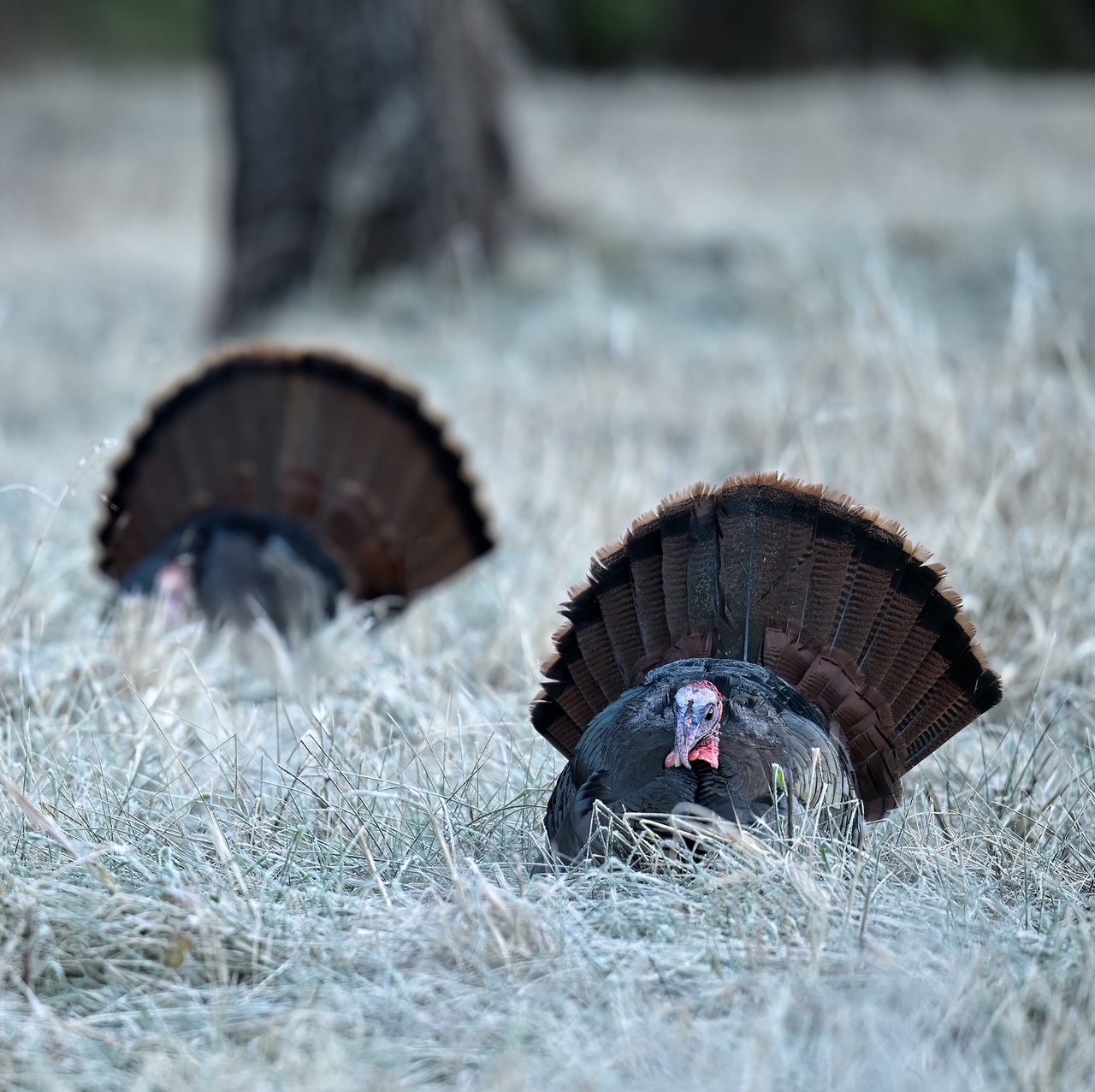 Ask Dr. Tom: Sitting Strutters - The National Wild Turkey Federation
