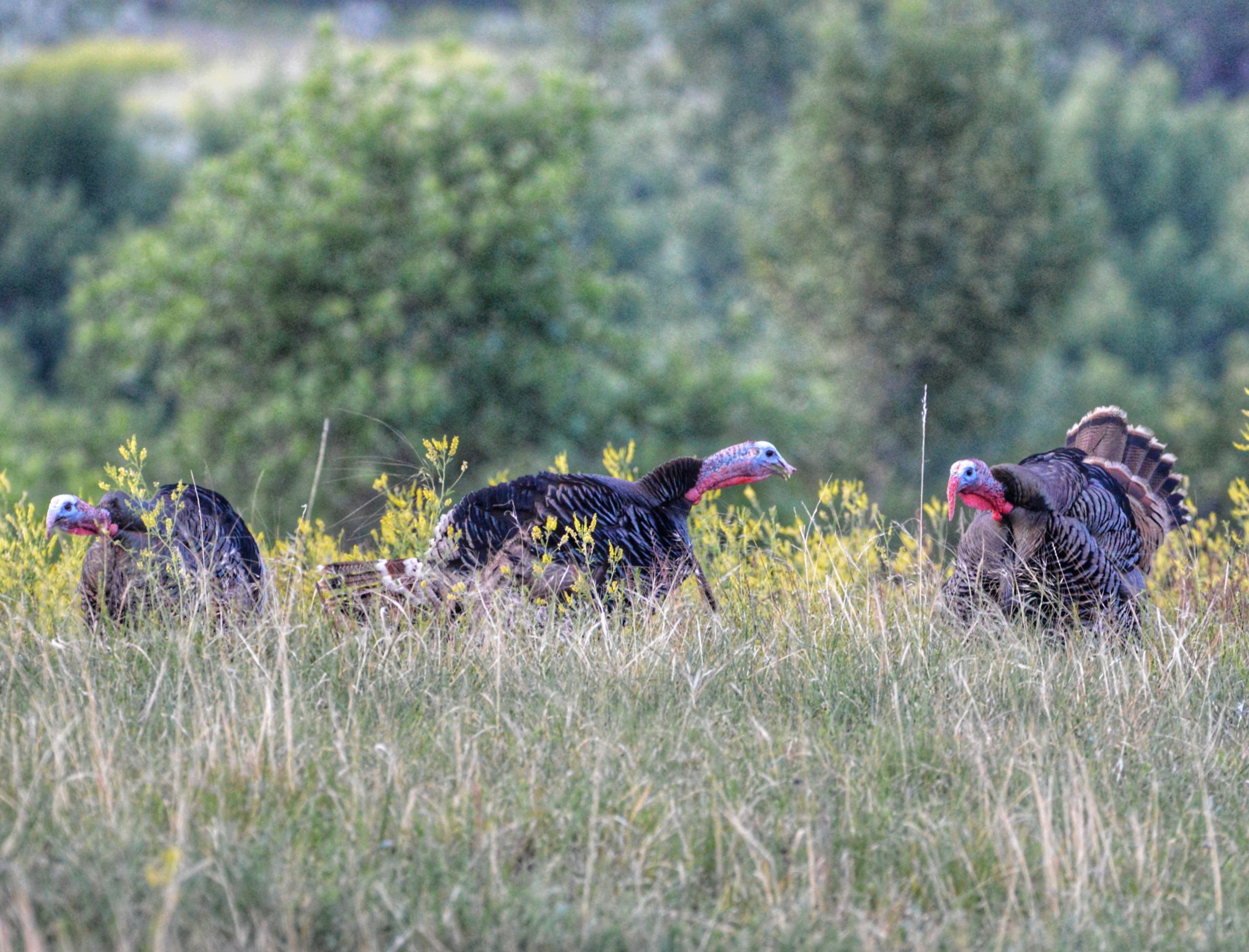 Save The Date: Wild Turkey Celebration Awaits July 27 in Badger State ...
