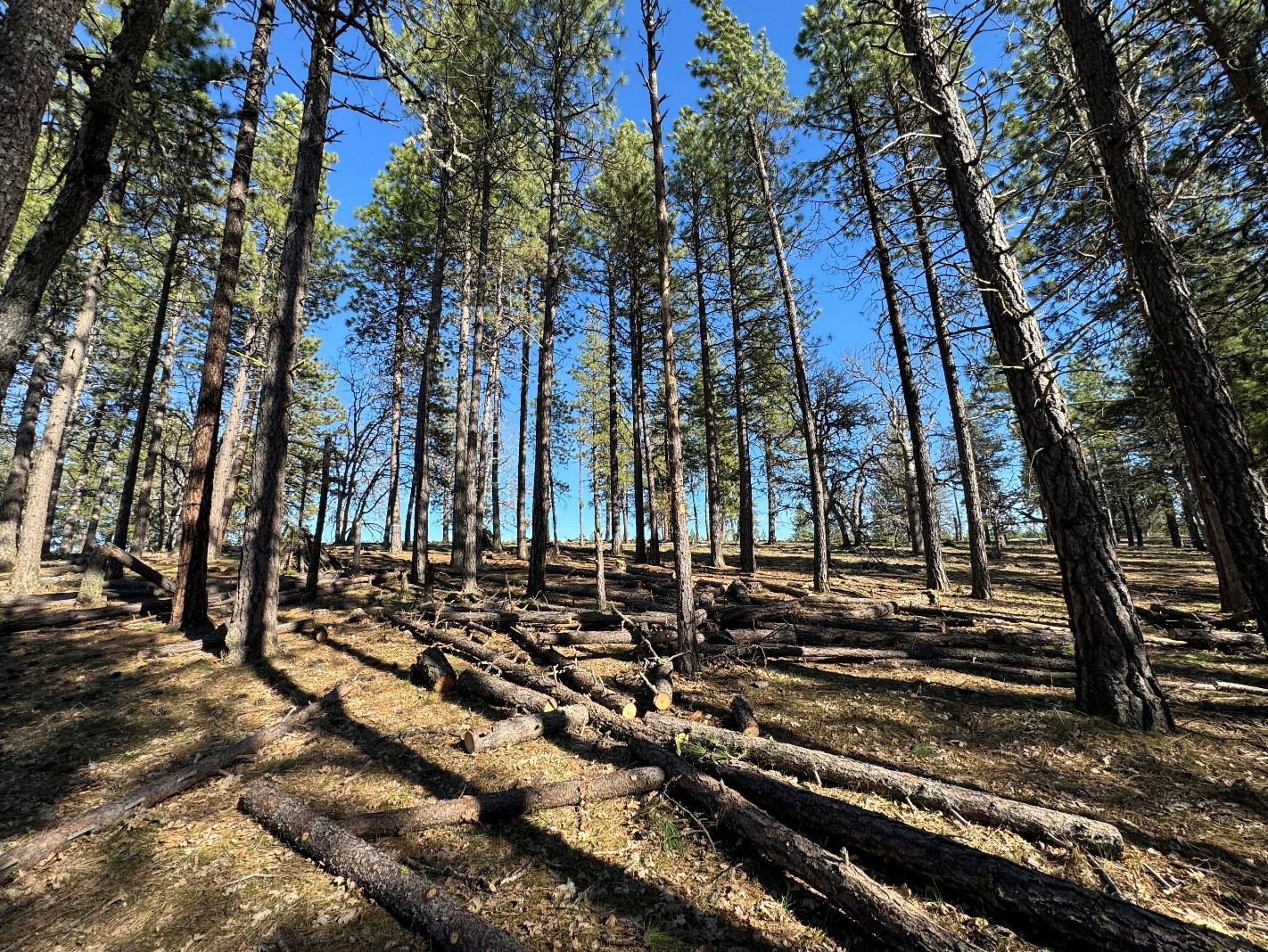 Turkey Tag Funding Fuels Wildlife Habitat Improvements in Washington ...