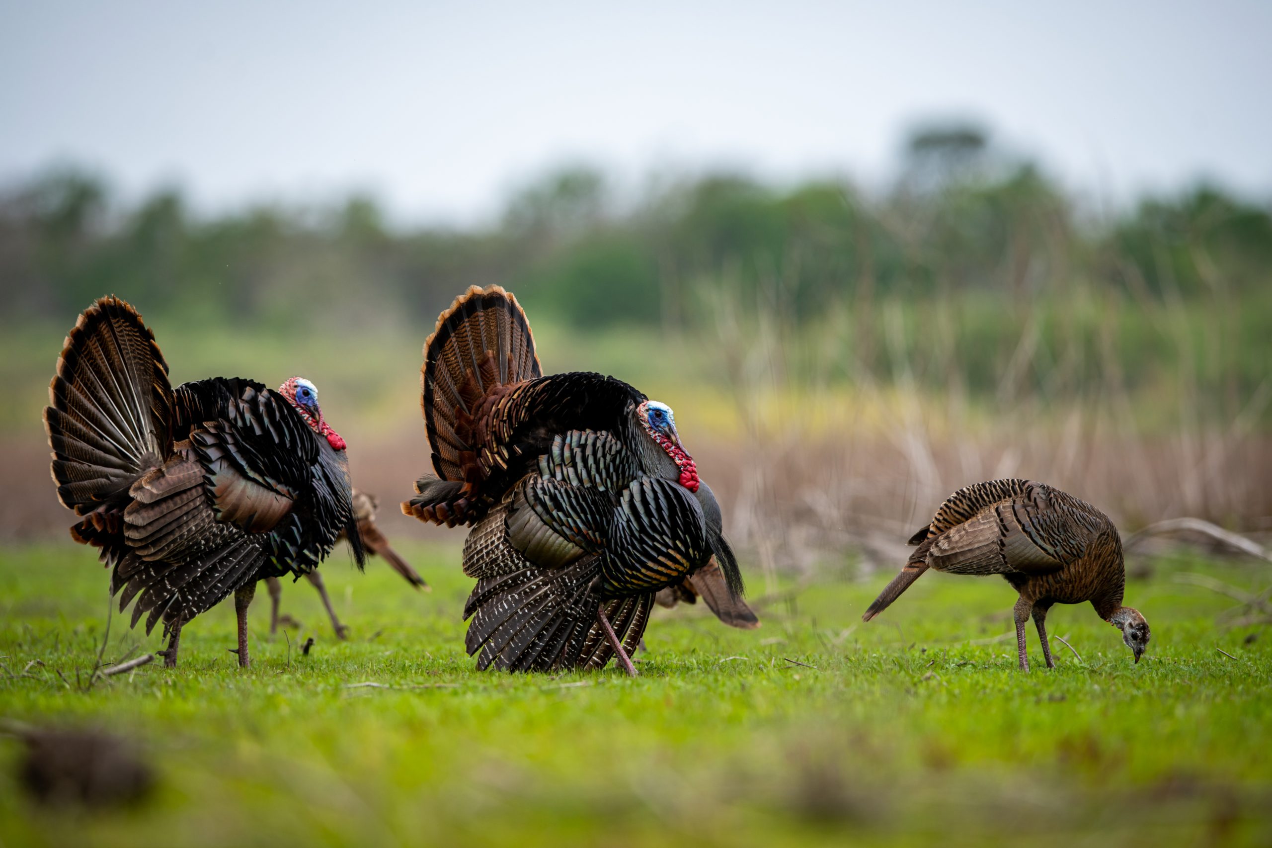 NWTF Spotlight Series: Conservation Staff - The National Wild Turkey ...