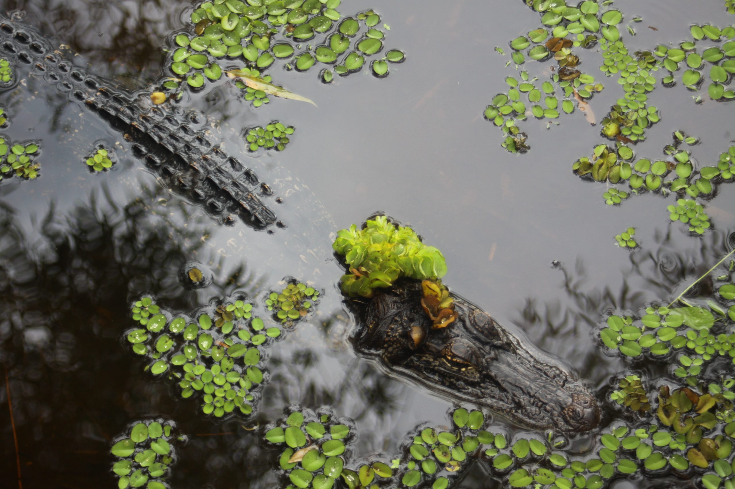 Swamp Creatures - The National Wild Turkey Federation