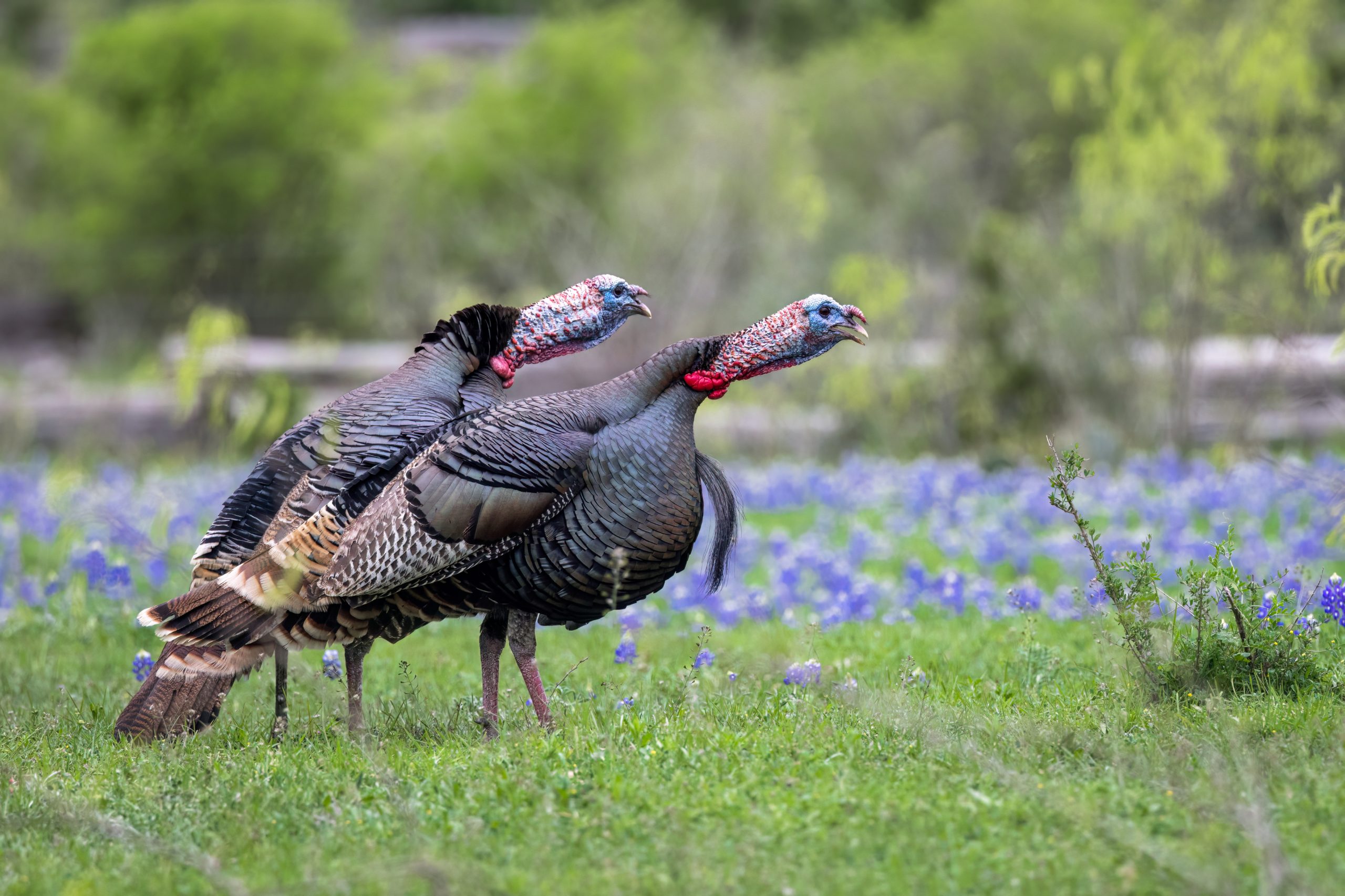 Shock Impulse - The National Wild Turkey Federation