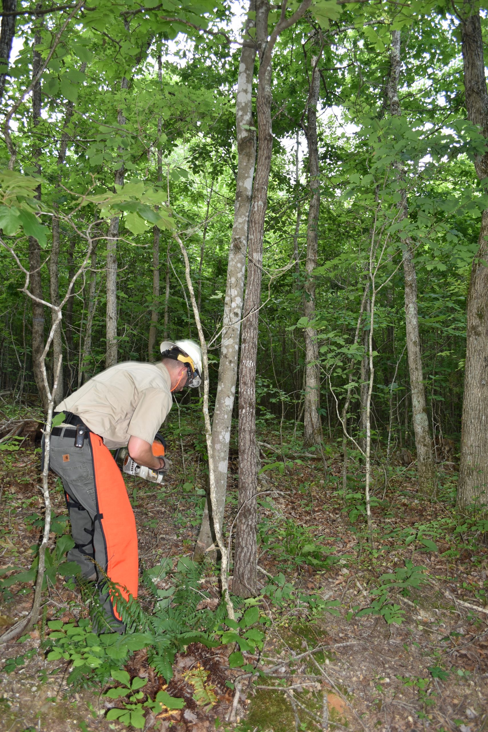 Patch Cut Positives - The National Wild Turkey Federation