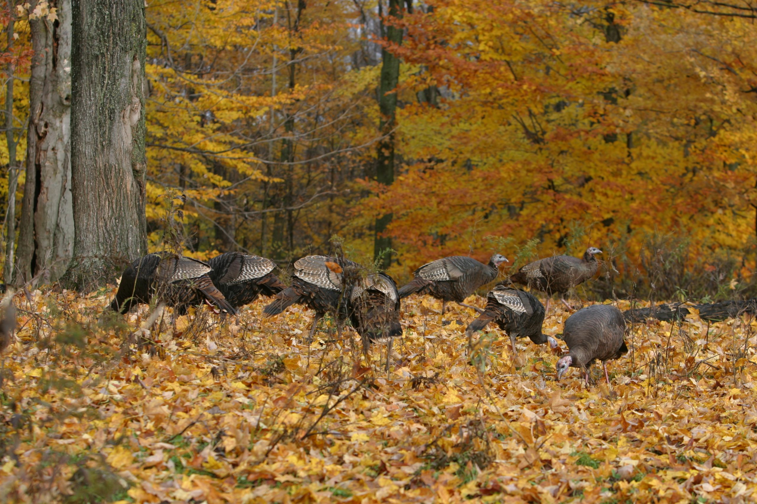 Forests and Flocks - The National Wild Turkey Federation