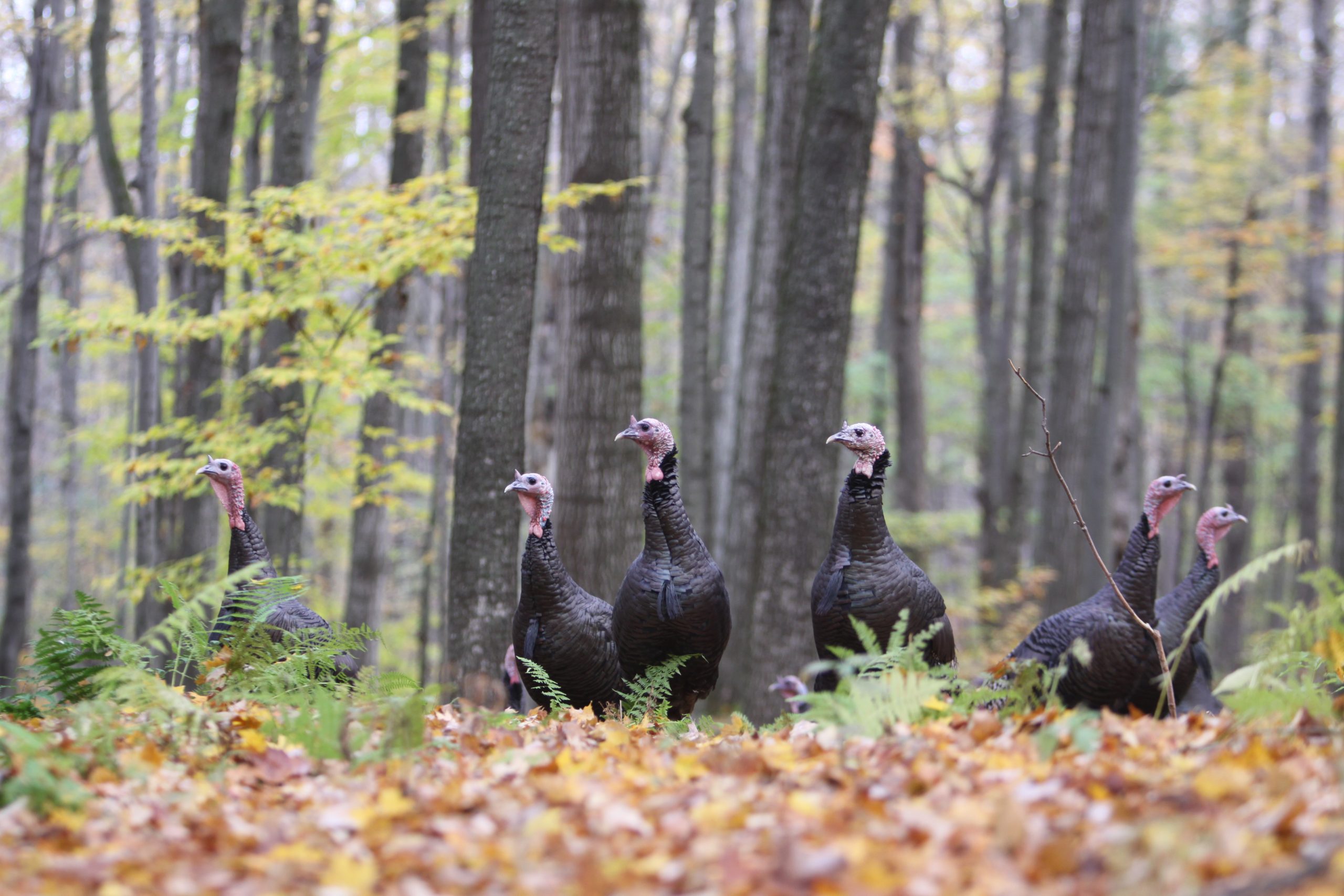 Forests and Flocks - The National Wild Turkey Federation