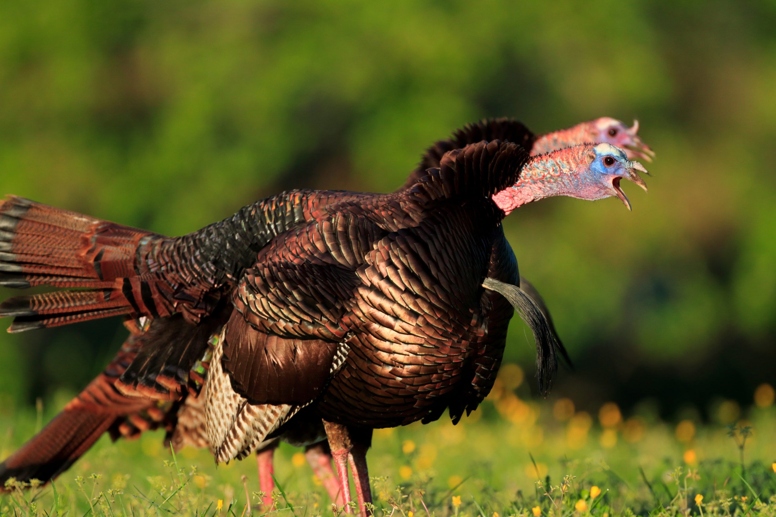 NWTF Alabama, Partners Set to Spend Over $1.5 Million on Research ...
