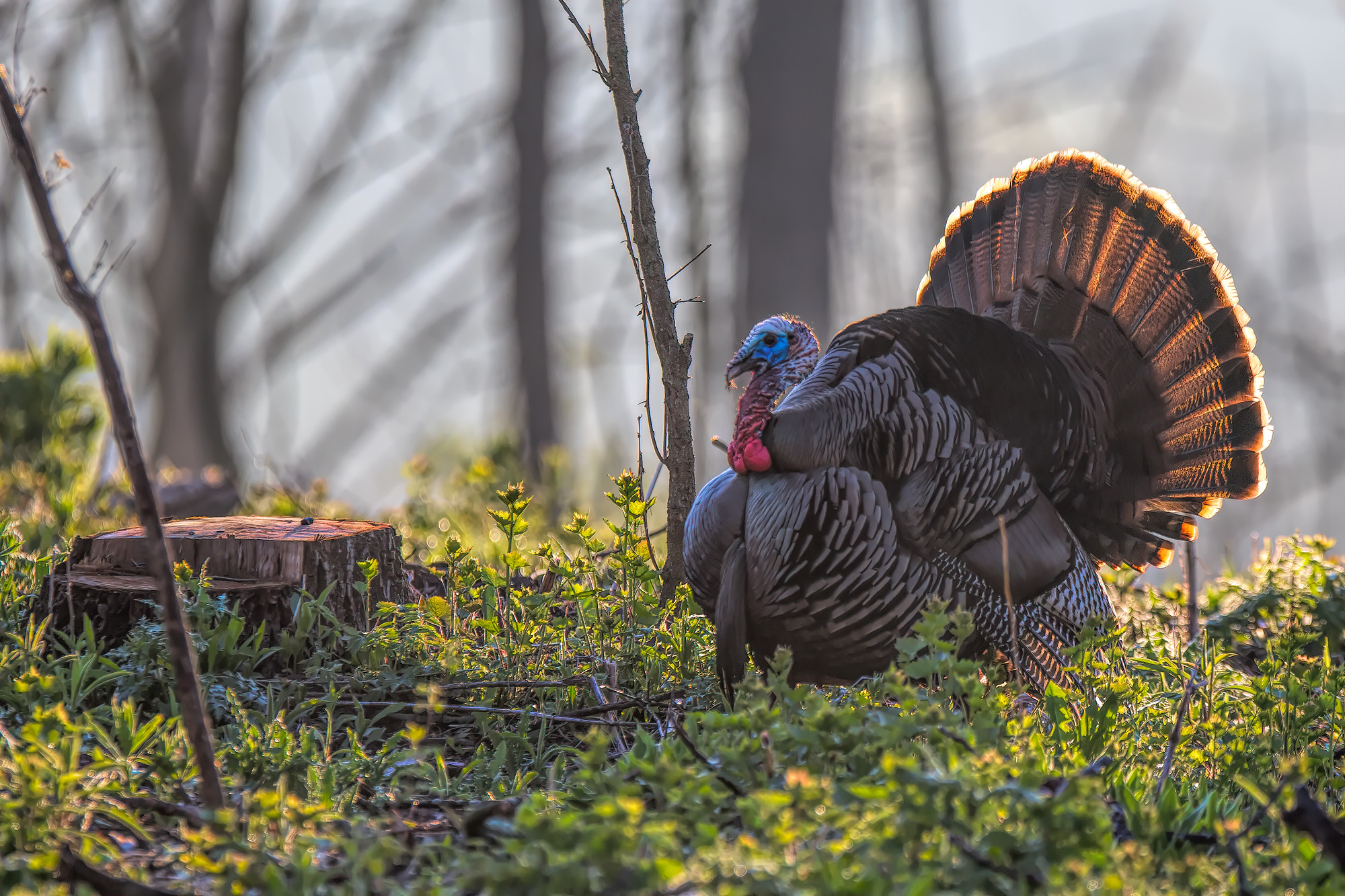 Roots to Roost - The National Wild Turkey Federation