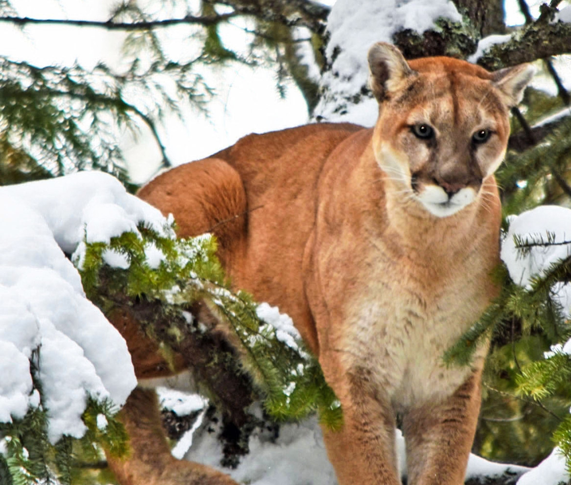 NWTF Celebrates Victory for Science-Based Wildlife Management - The ...