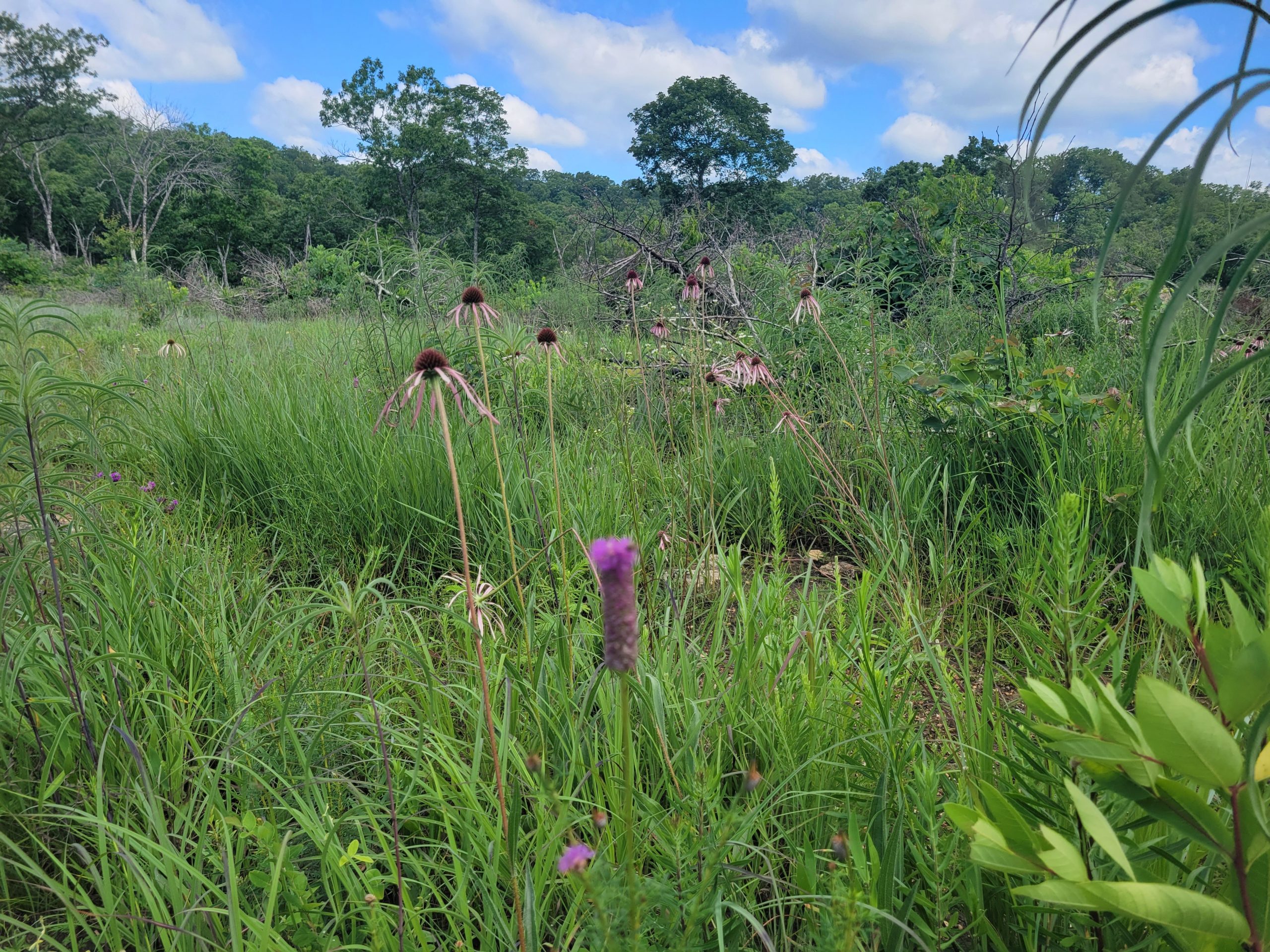 Wild Turkey Habitat Restoration Completed on Missouri’s Mark Twain ...