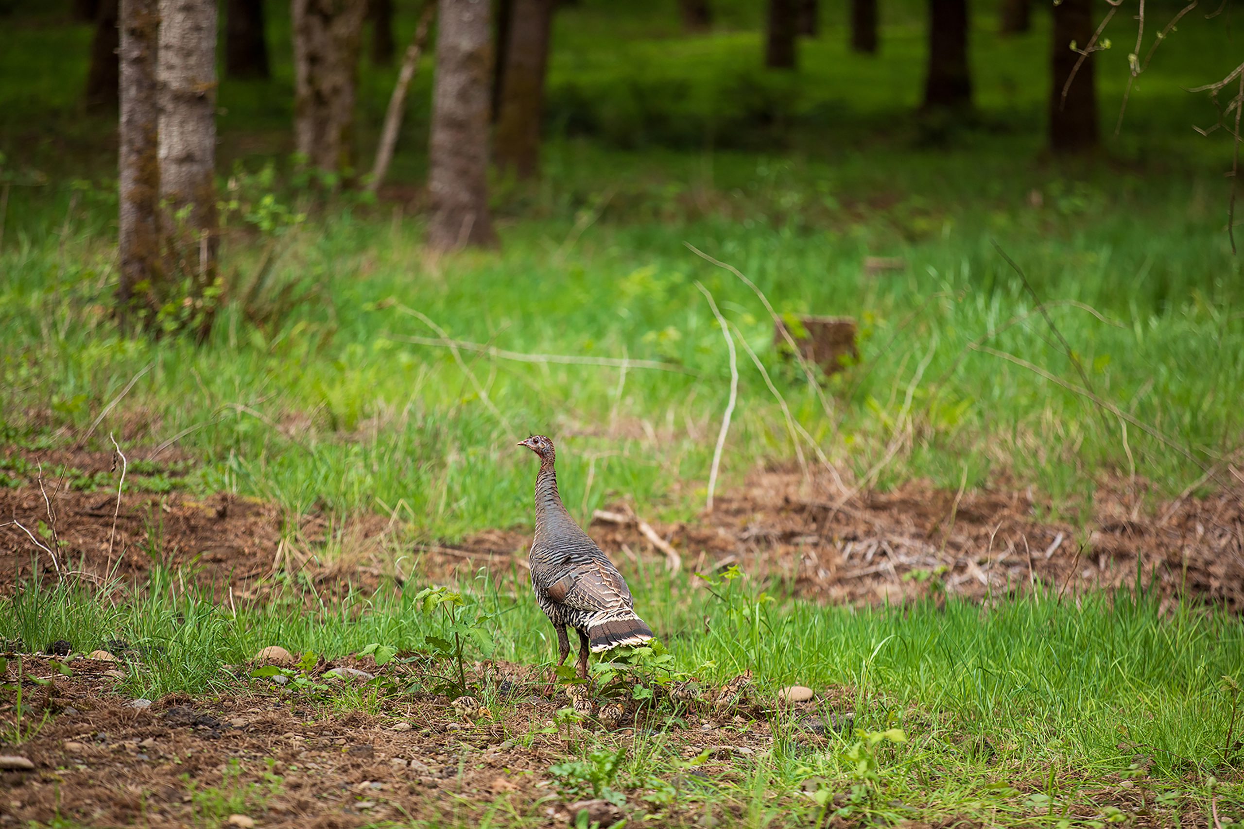 Predator Impacts - The National Wild Turkey Federation