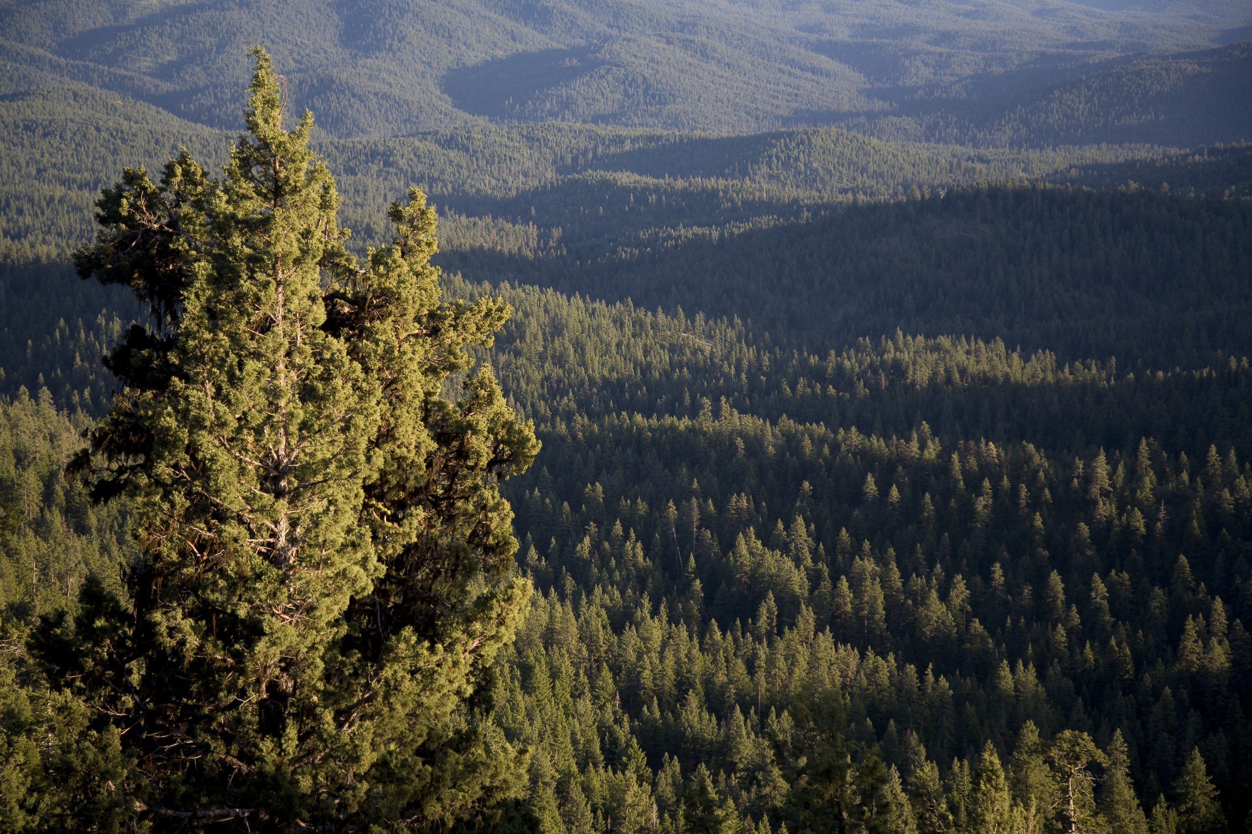 NWTF, USDA Forest Service Collaborate on Critical Aspen Restoration in ...
