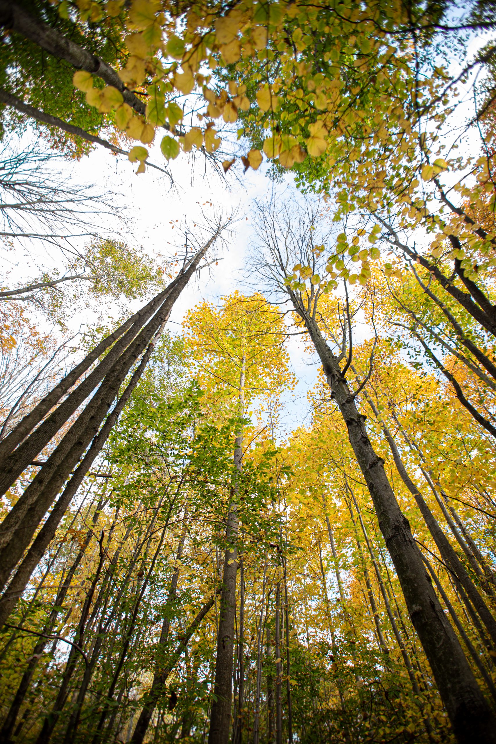 2024 NWTF Fall Hunt Guide - The National Wild Turkey Federation