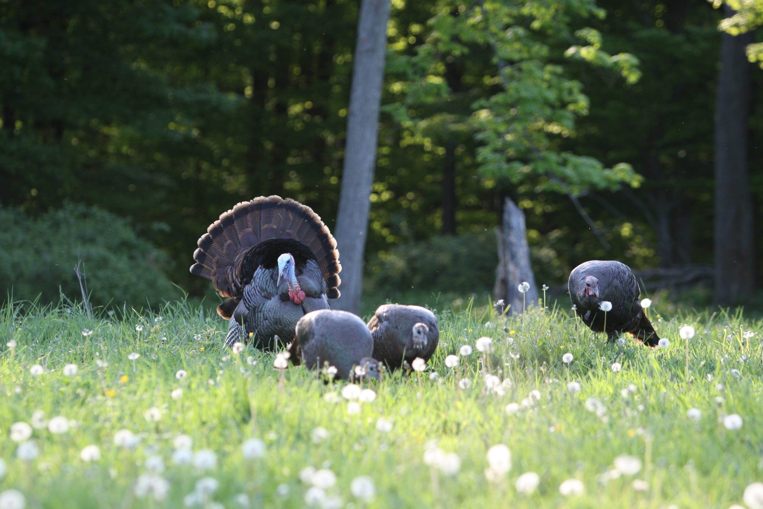 NWTF Illinois Commits $157,641 to Mission Delivery for 2025 - The ...