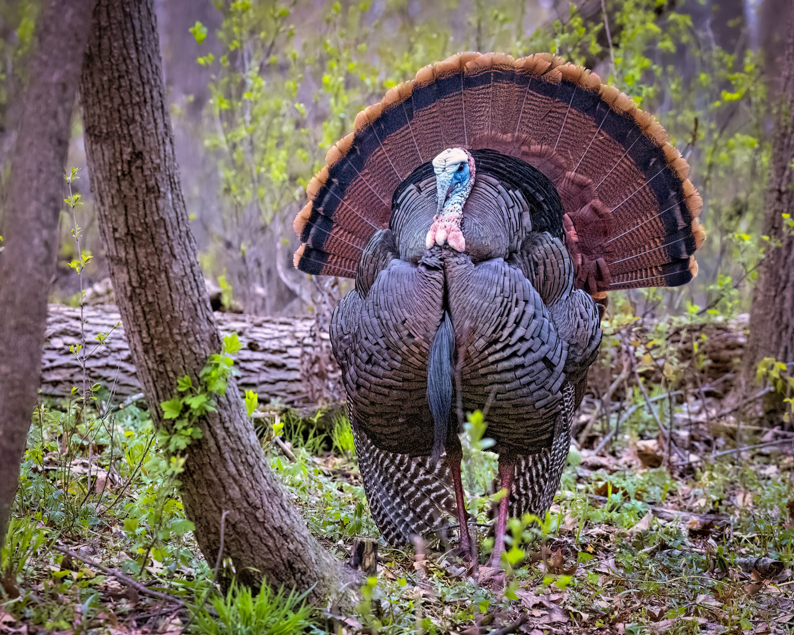Habitat and Heritage: NWTF Tennessee, Partners Commit $740,818 for ...