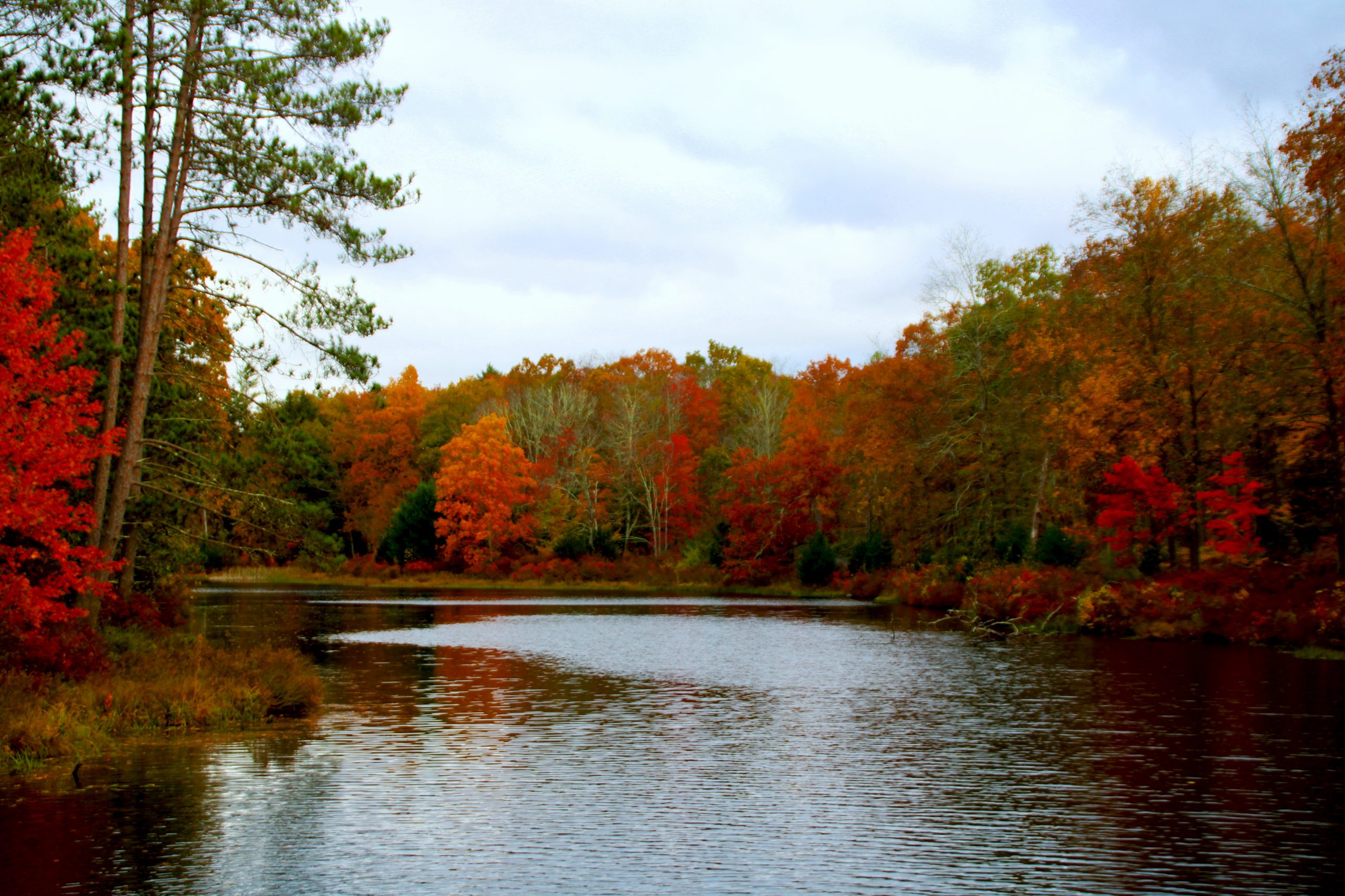 Conservation Week: Wild Turkeys and Water - The National Wild Turkey ...