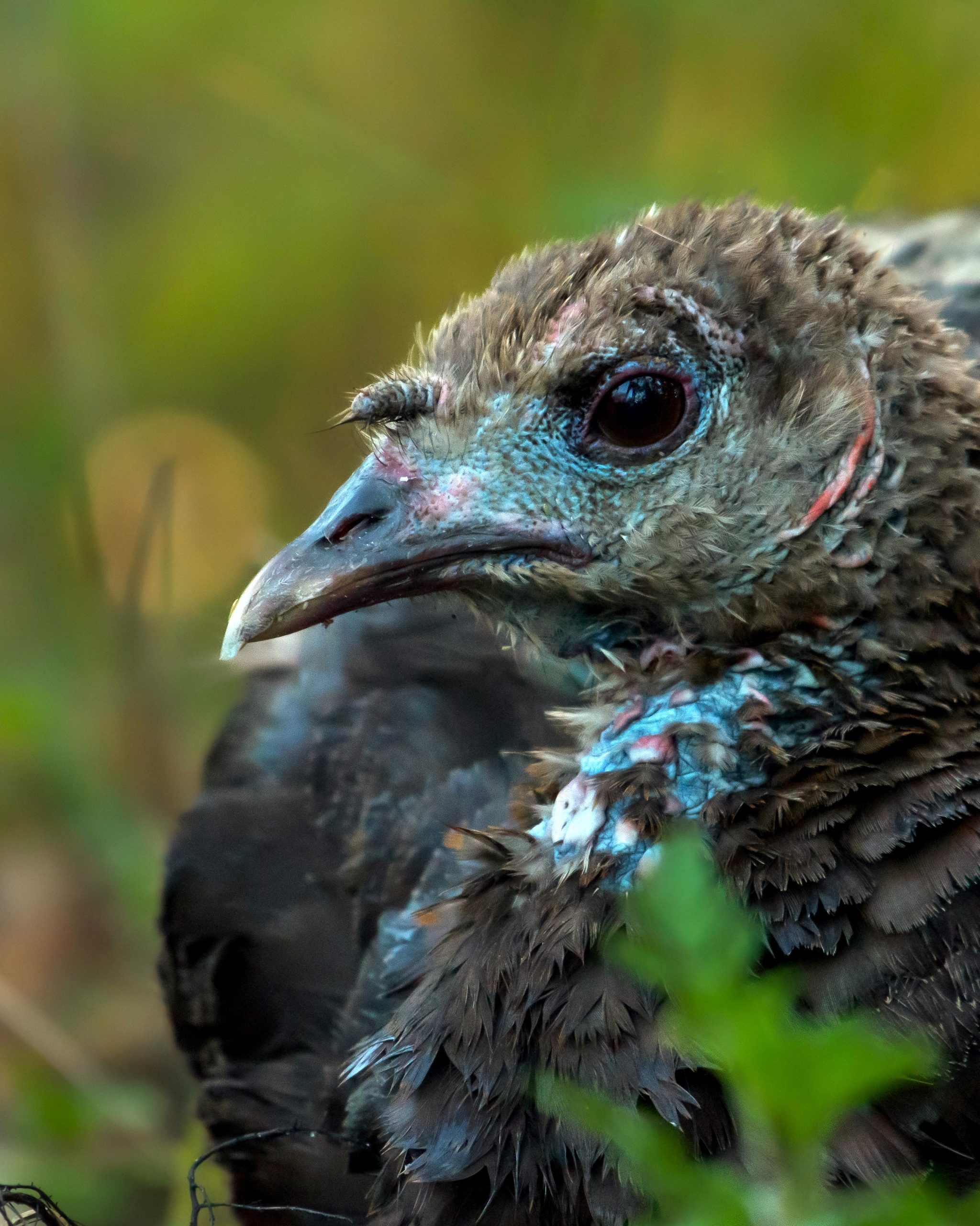 Super Hens: Do They Exist? - The National Wild Turkey Federation