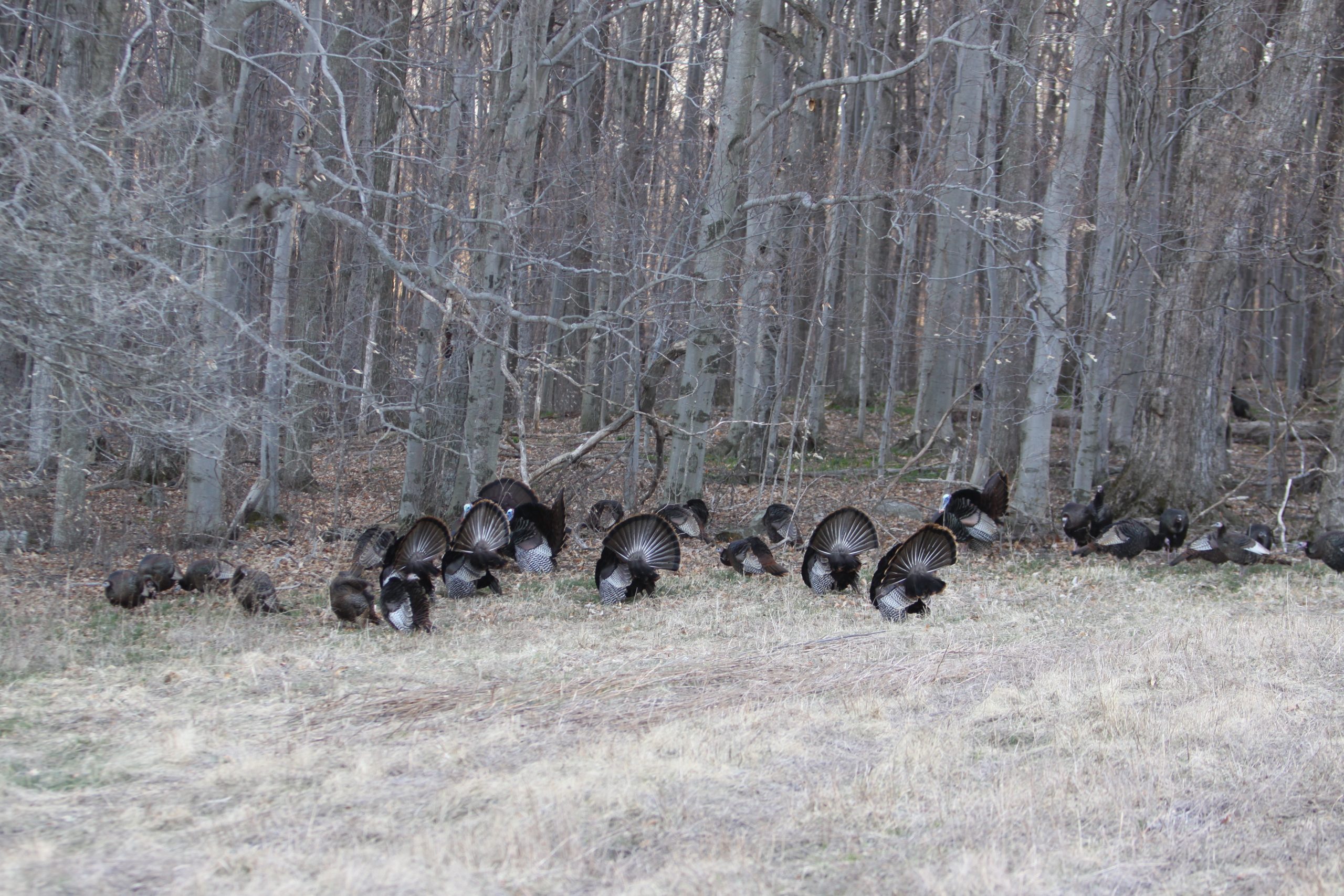 Fall Flock Dynamics - The National Wild Turkey Federation