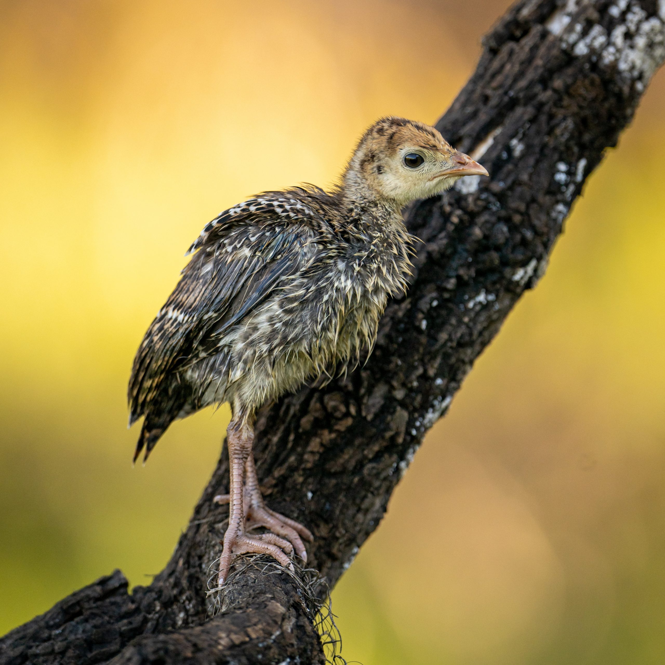 Ohio’s Wild Turkey Population on the Rise - The National Wild Turkey ...