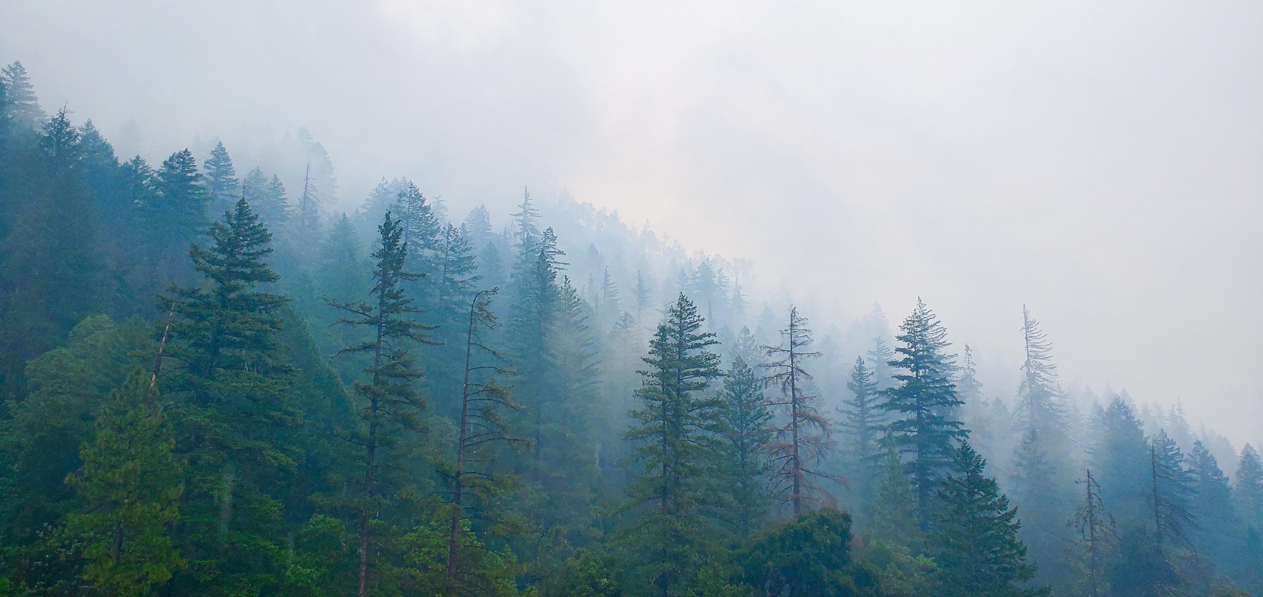 NWTF, USDA Forest Service Strengthen Forest Restoration Efforts in ...