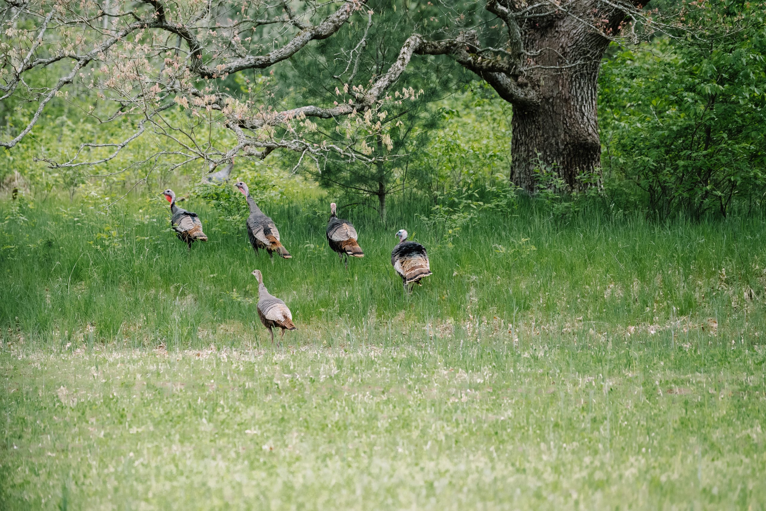 Habitat Emphasis Helping Midwest Wild Turkeys Thrive - The National ...