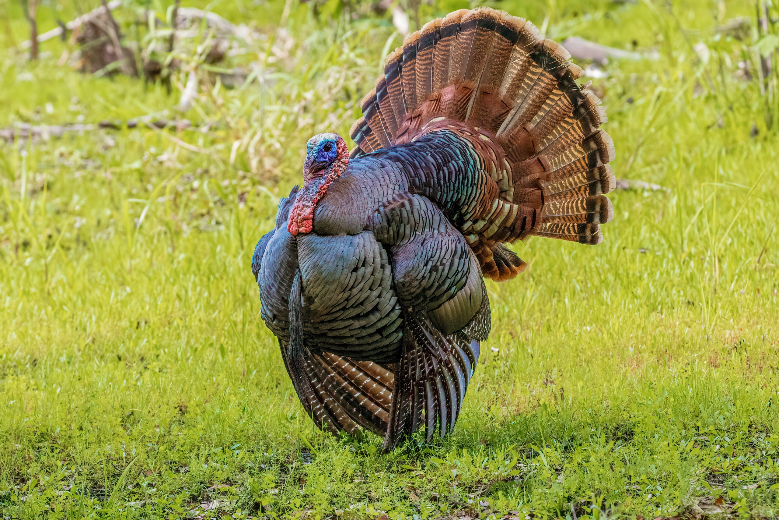 NWTF Florida, Partners Invest over $2 Million for 2025 Wild Turkey Cost ...