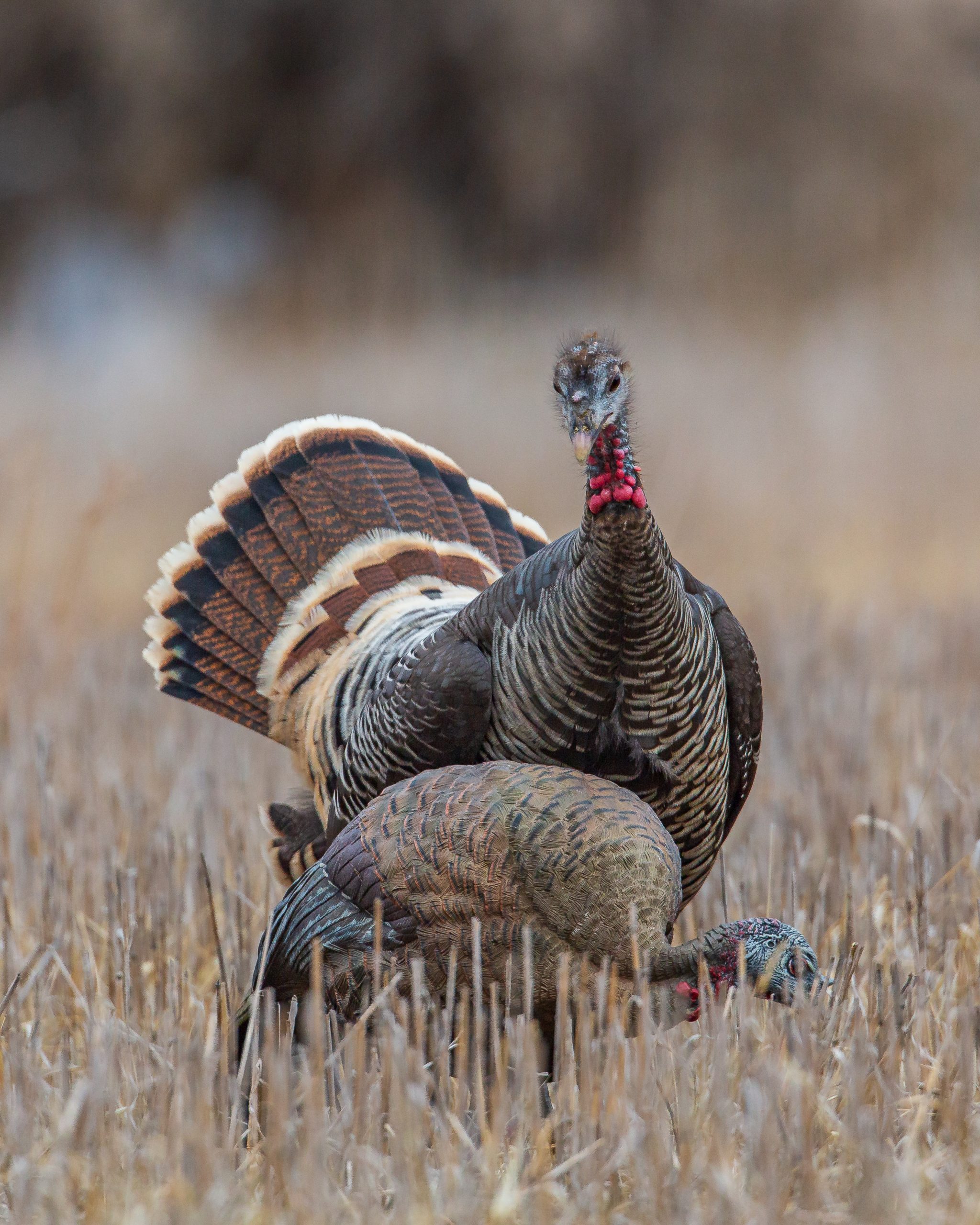 An Unusual Strutter - The National Wild Turkey Federation