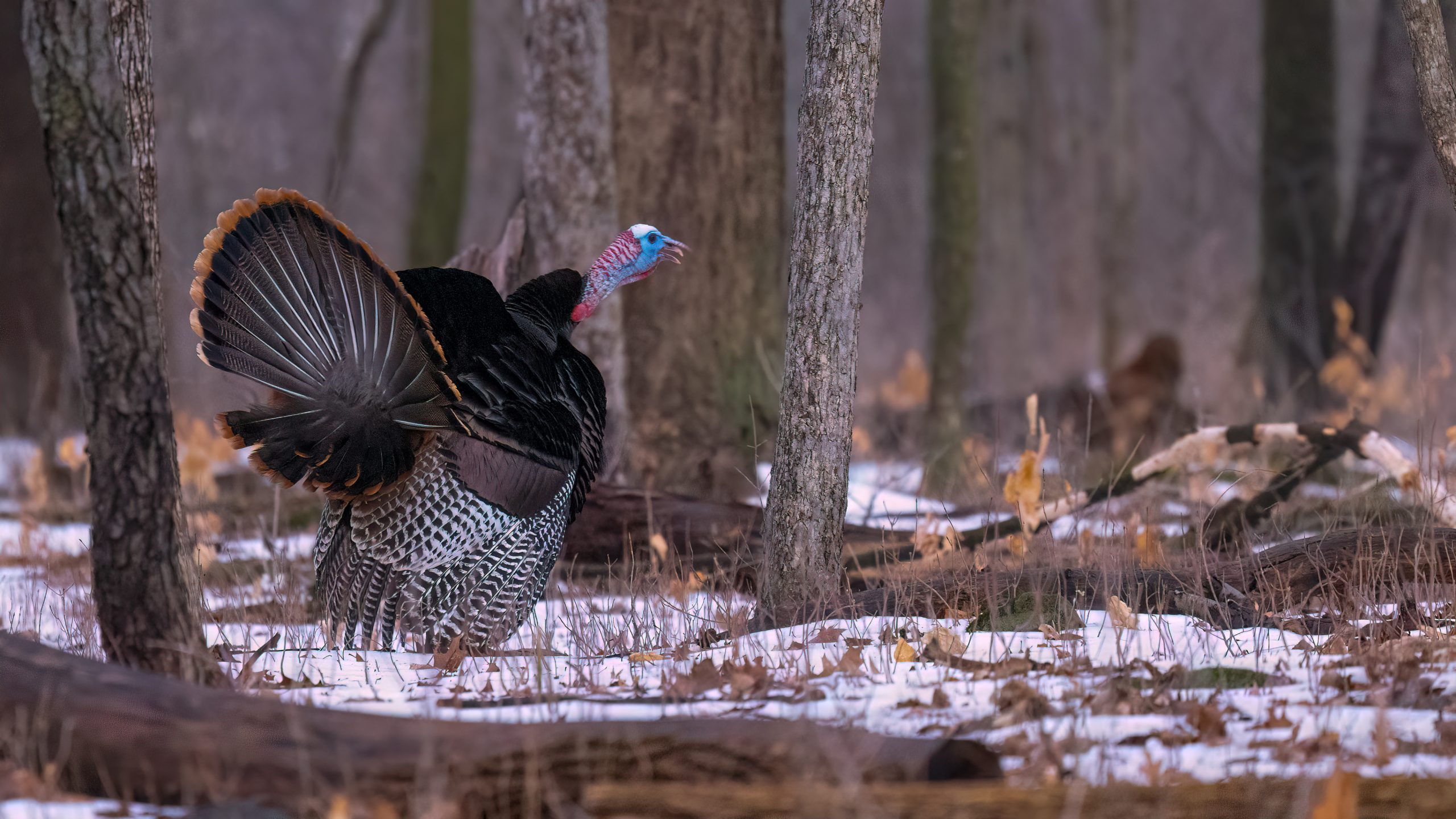 NWTF Wisconsin and Partners Invest over $2 Million in Research ...