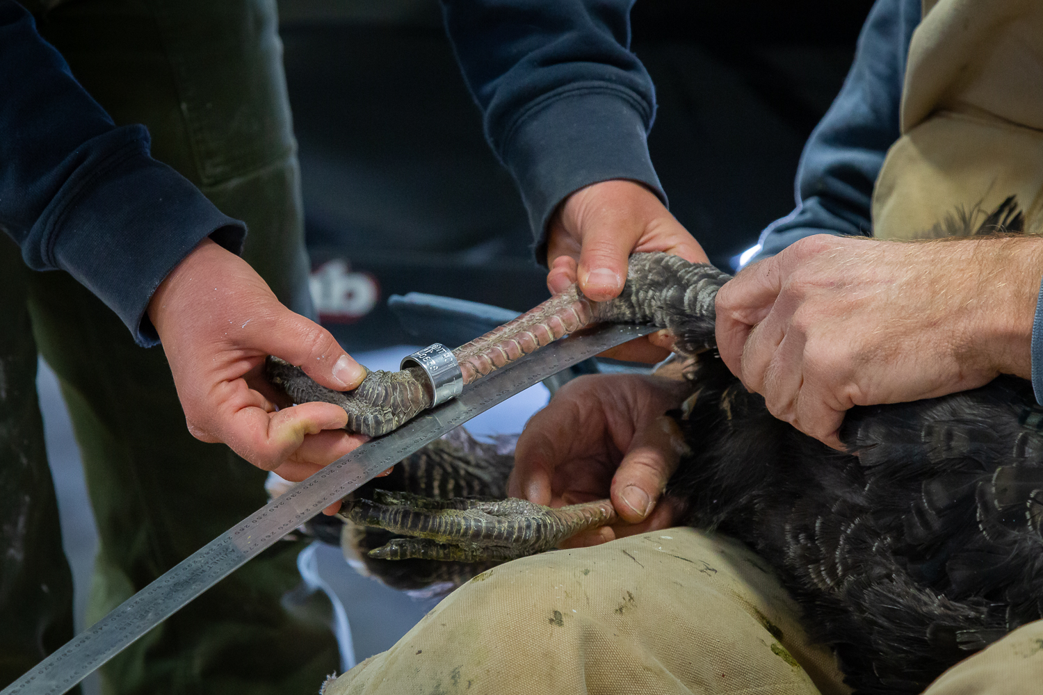 The Mid-Atlantic Wild Turkey Research Collaborative - The National Wild ...