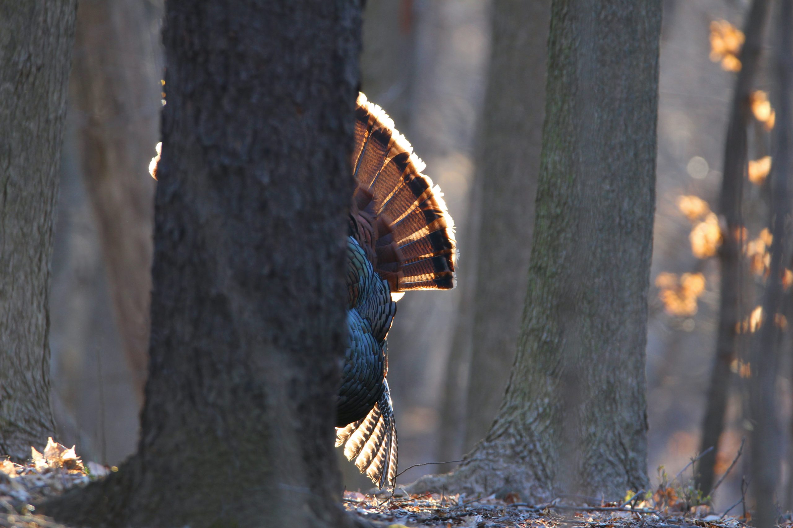 The Masters’ Toughest Toms - The National Wild Turkey Federation
