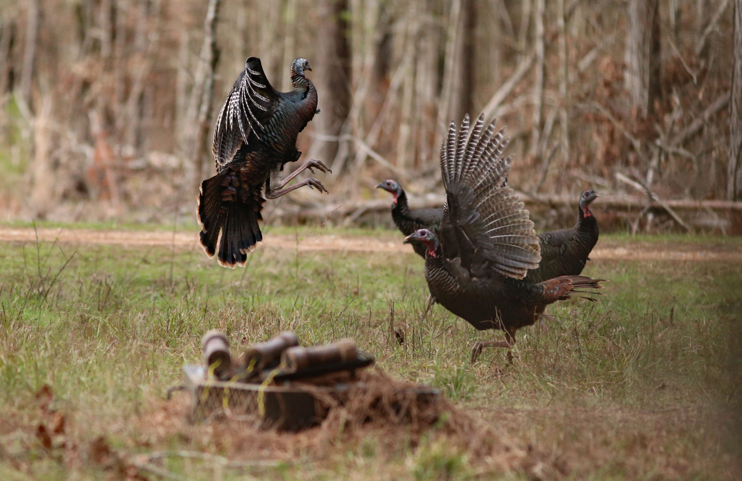 NWTF Texas and Partners Invest Over $1 Million in 2025 - The National ...