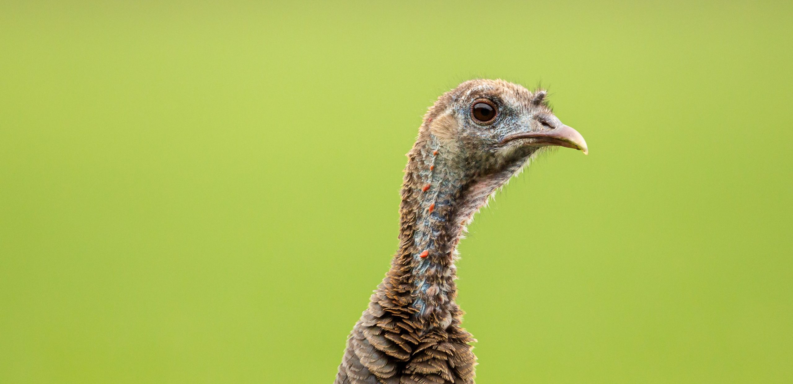 Missouri Turkey Habitat Initiative Launches Educational Video Series ...