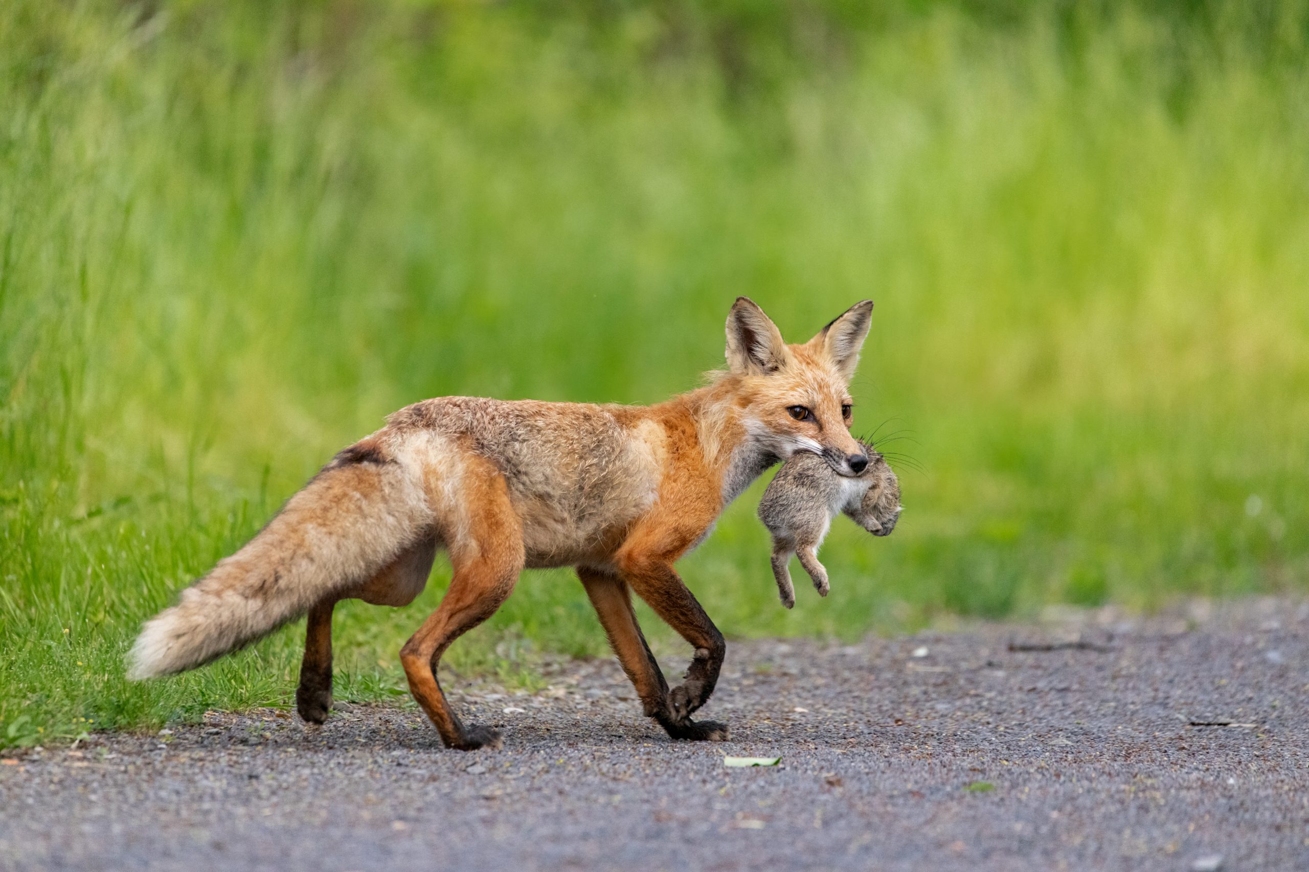 Predators vs. Fire - The National Wild Turkey Federation
