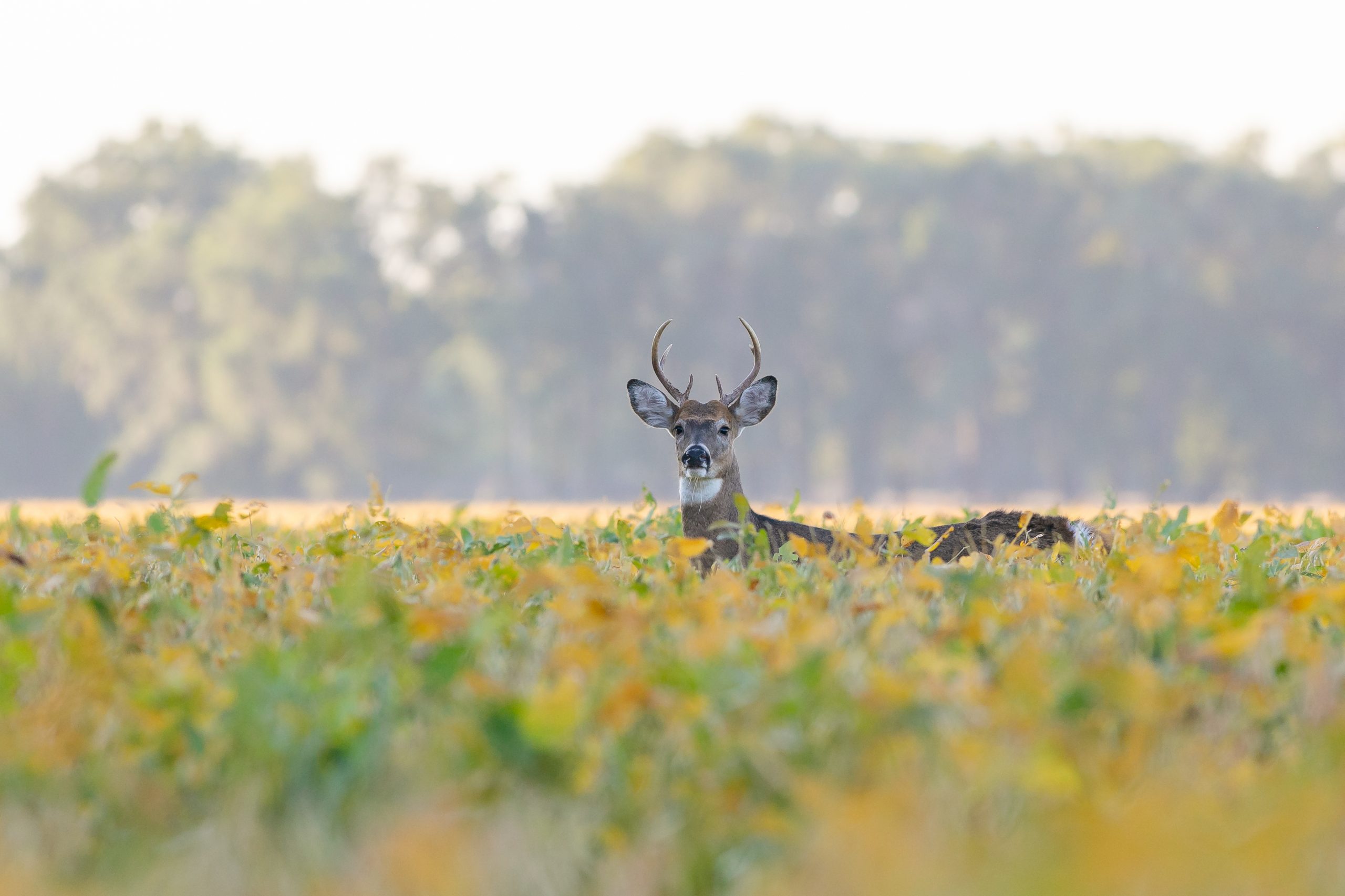 NWTF Launches Farm Tour Retention Initiative in Michigan, Promoting ...