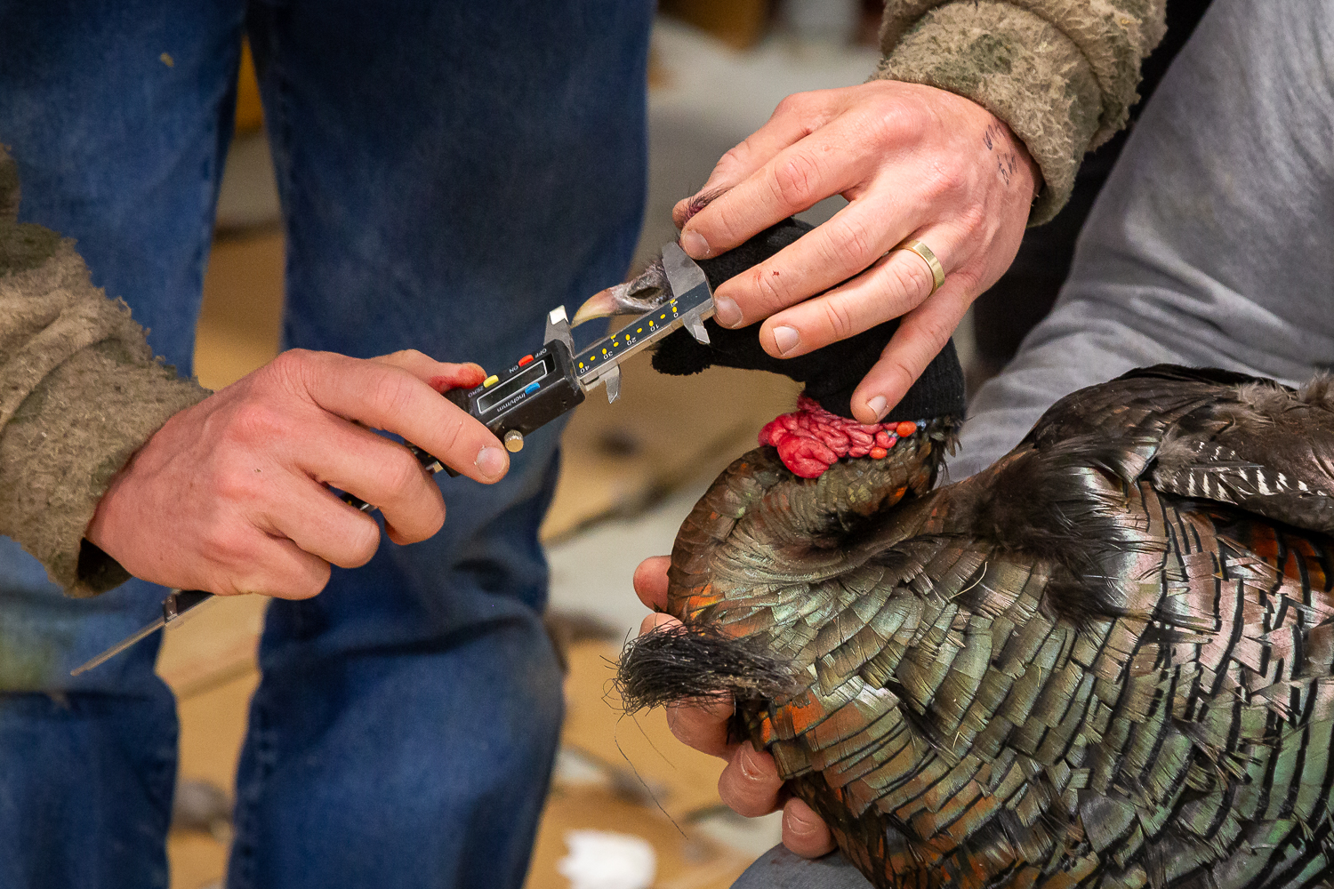 Behemoth Beaks - The National Wild Turkey Federation