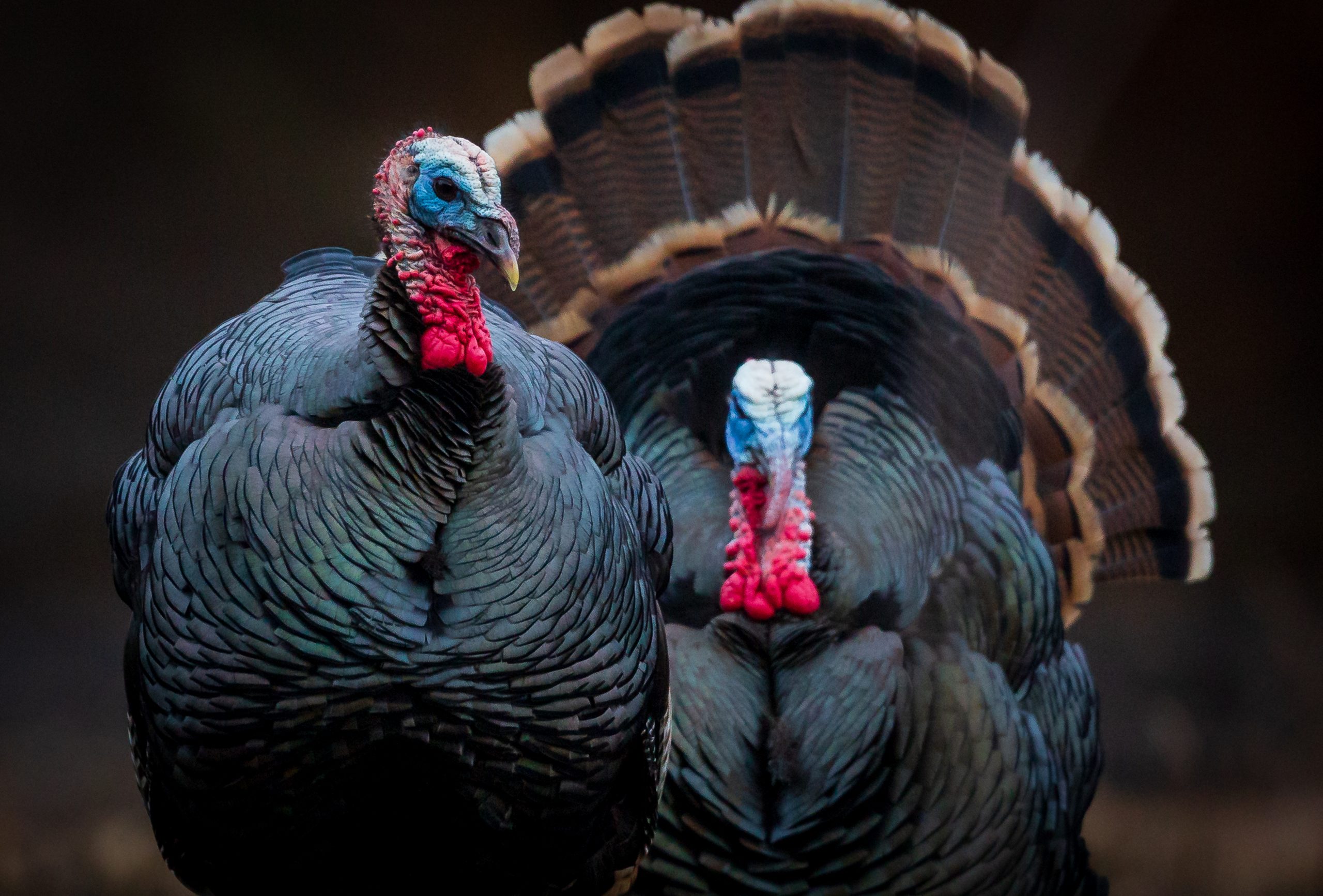 NWTF, NGPC Forge First-of-Its-Kind Position - The National Wild Turkey ...