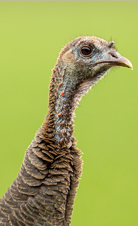 Missouri Turkey Habitat Initiative Launches Educational Video Series ...