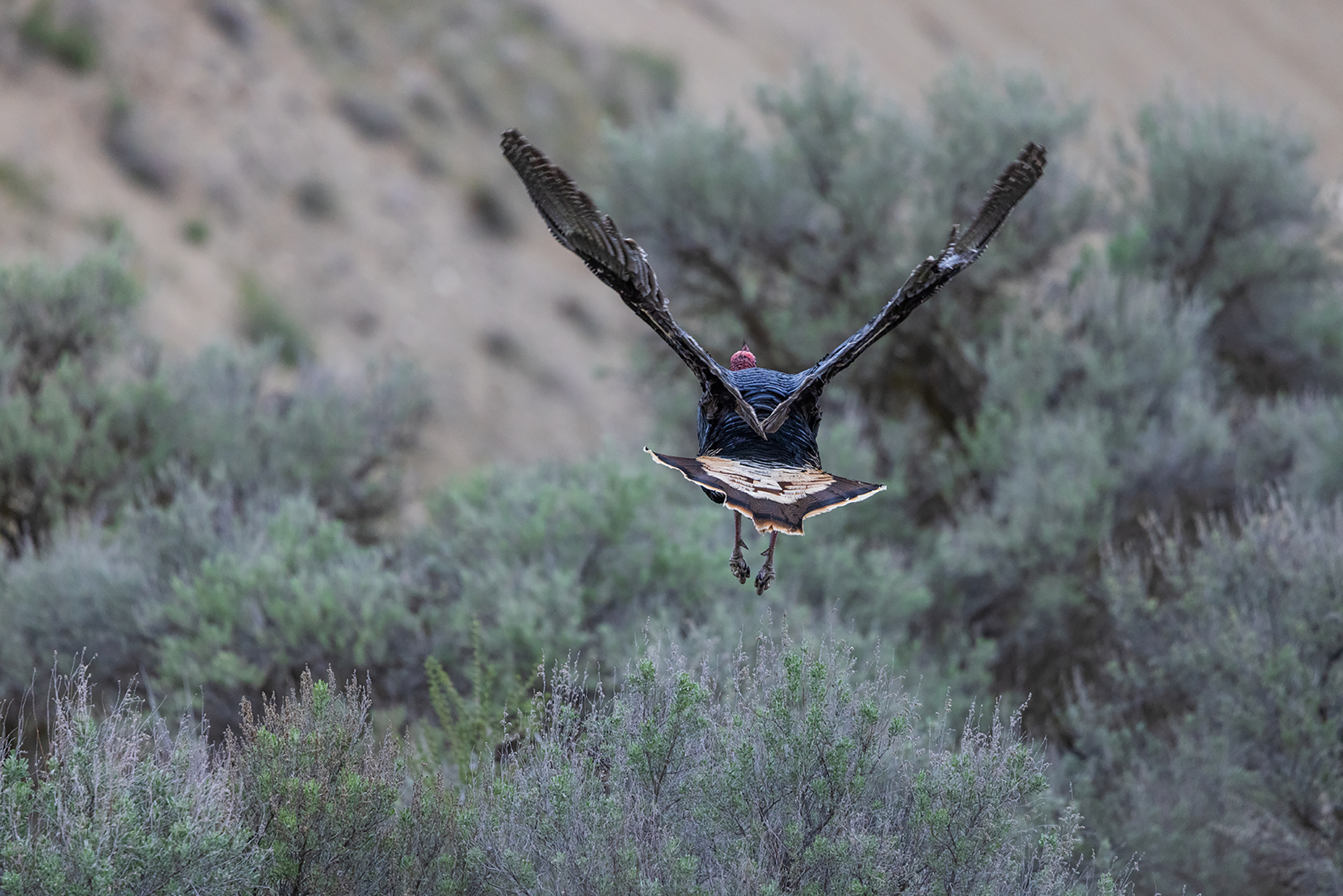 Recovery Moves - The National Wild Turkey Federation