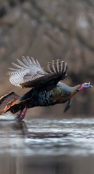 Winners Announced for the 2024 NWTF Photo Contest - The National Wild ...