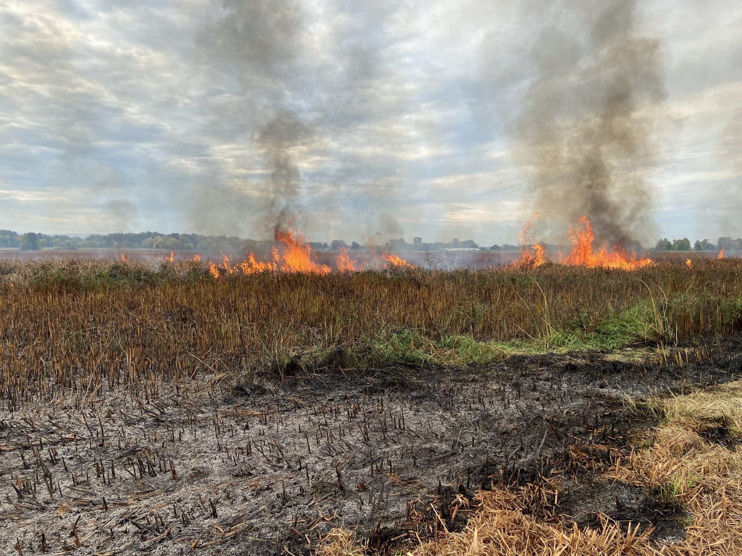 Fire on the Landscape: A Historical Look at Habitat Restoration - The ...