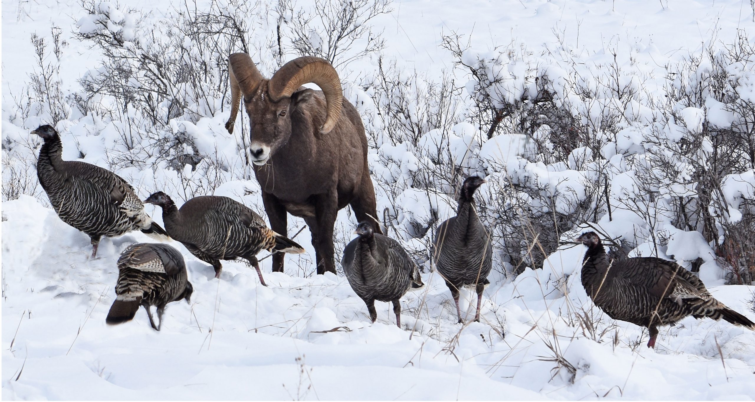 Wildlife Movement Through Partnership Act Re-Introduced - The National ...