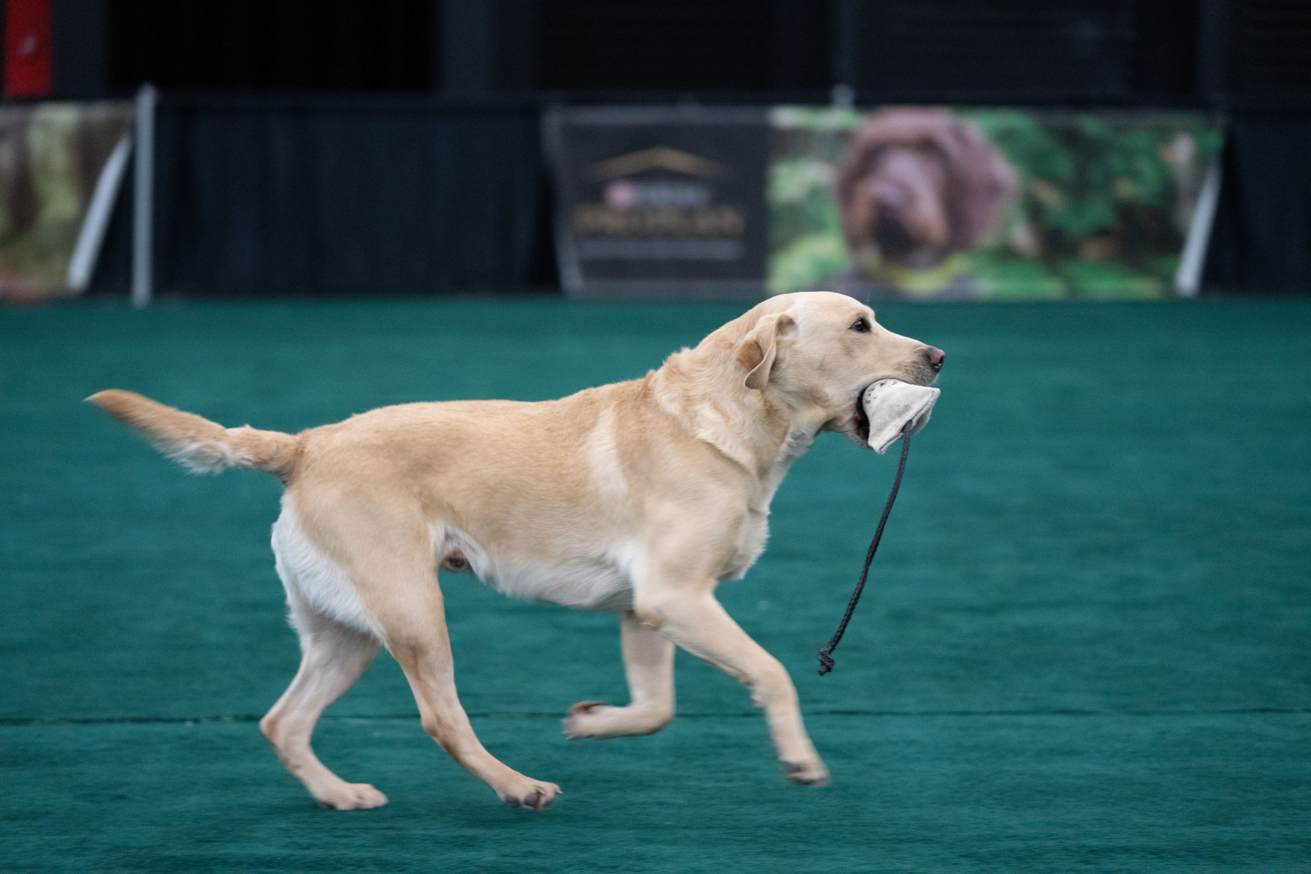 Dogs of the 2025 Convention and Sport Show - The National Wild Turkey ...