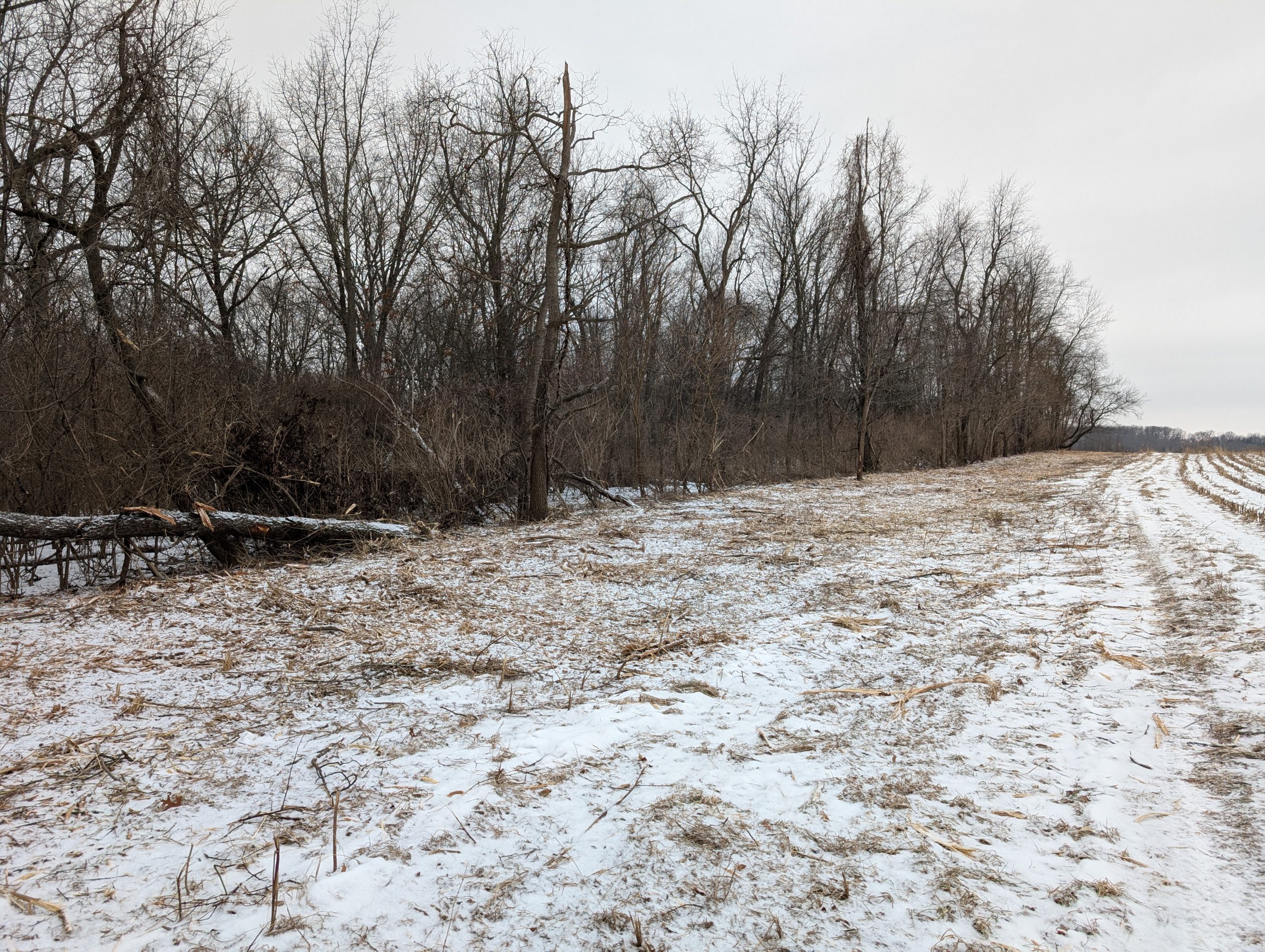 Wild Turkey Habitat Gets a Boost as Restoration Project in Illinois ...