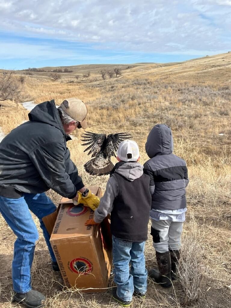 Urban Turkeys Relocated to Strengthen Populations in Wyoming - The ...