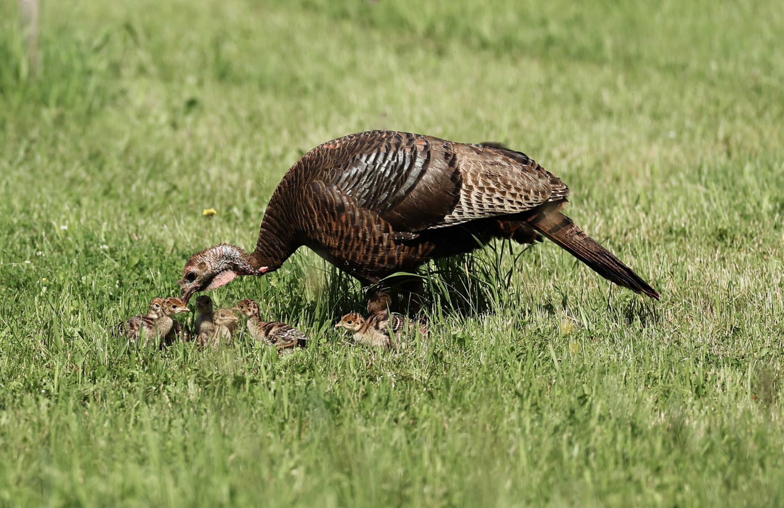 Mississippi Wild Turkey Stamp Becomes Law, Securing Major Win for ...