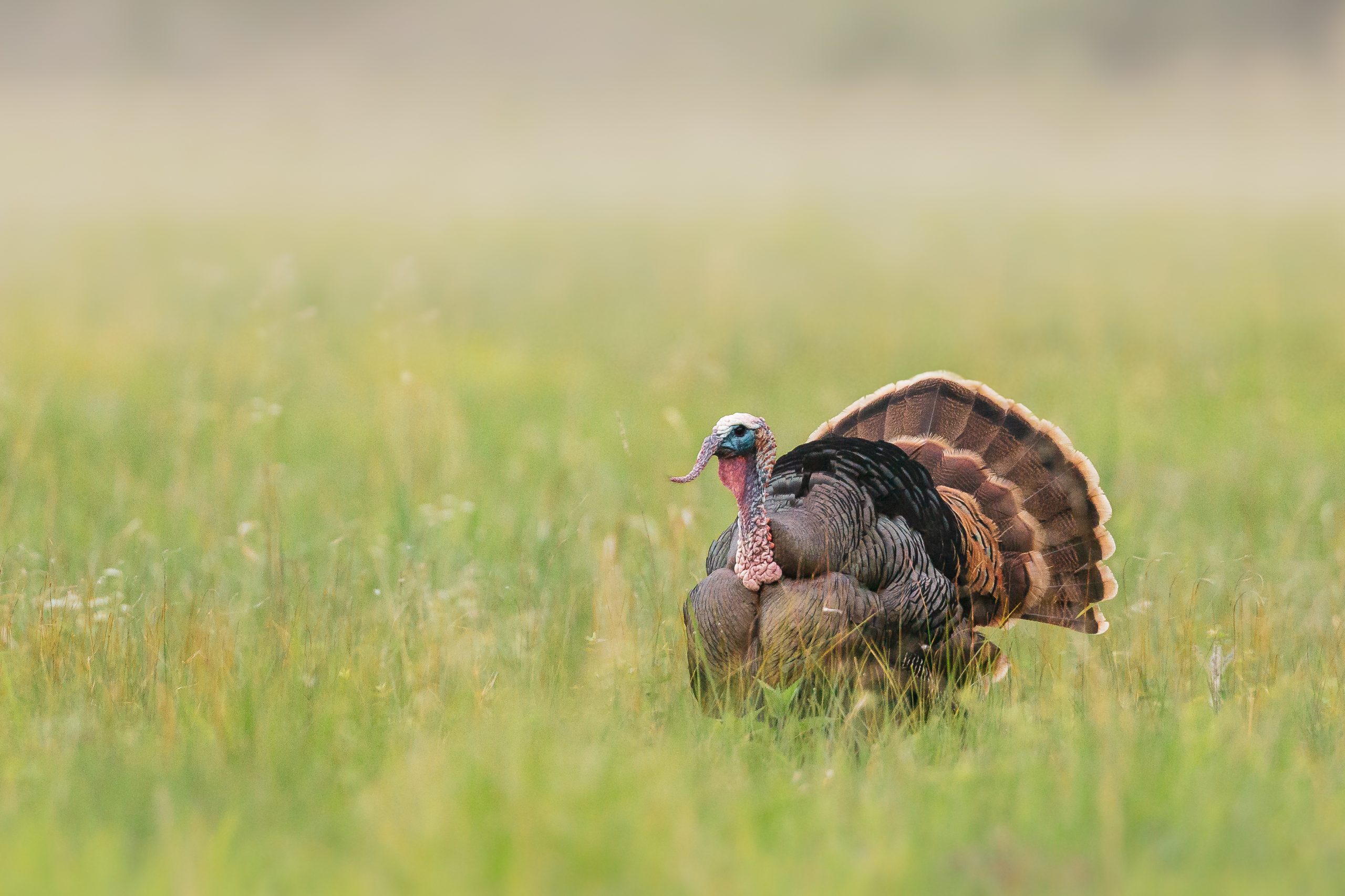 Budget Turkey Hunting: How to Chase Gobblers Without Breaking the Bank ...